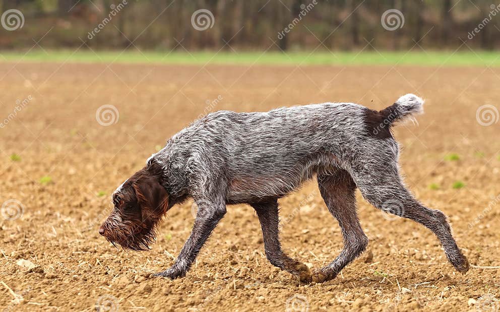 Czech pointer sniffing stock image. Image of helper, carnivore - 91181983