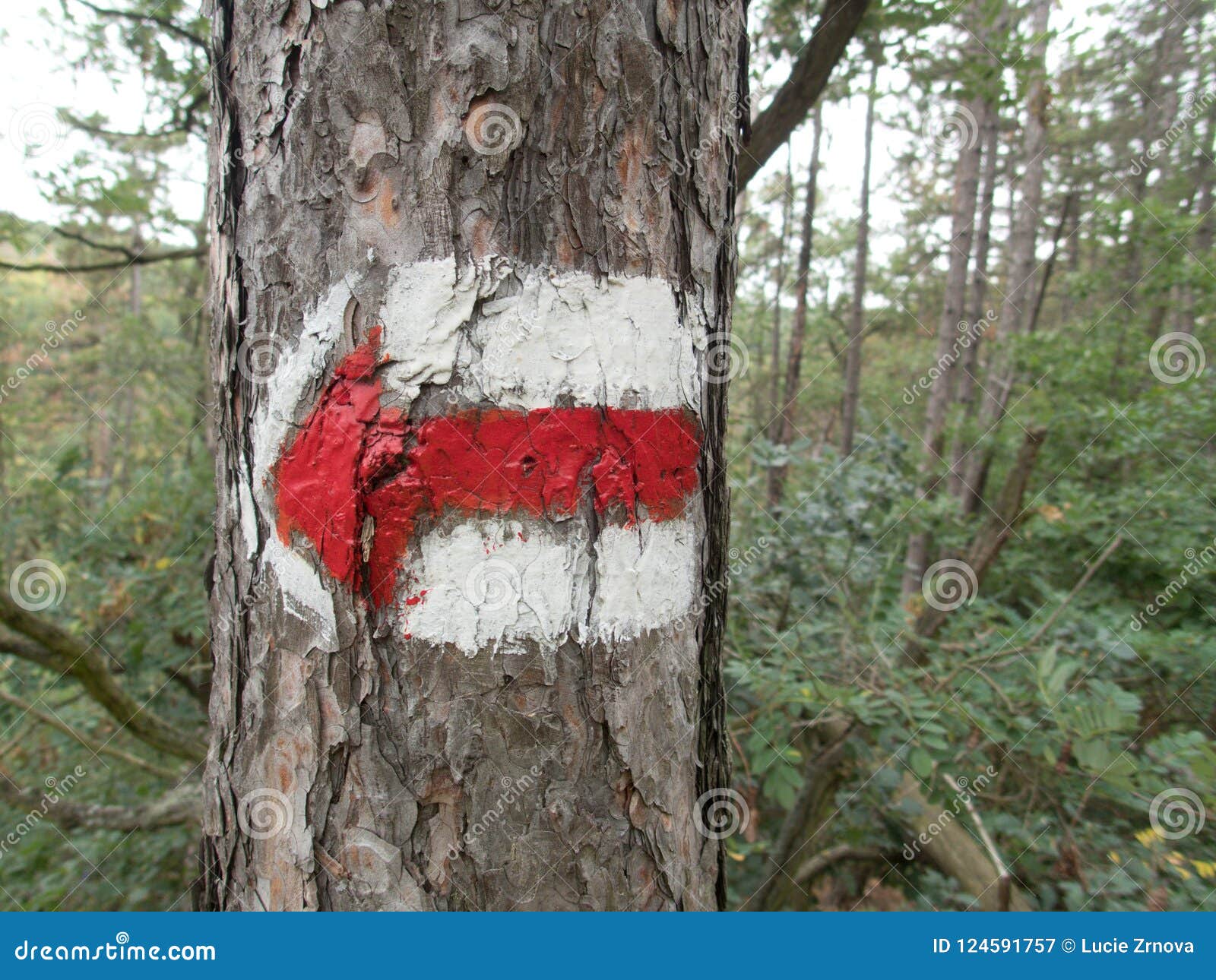 Red Tourist Mark on a Tree Skin Stock Image - Image of direction ...