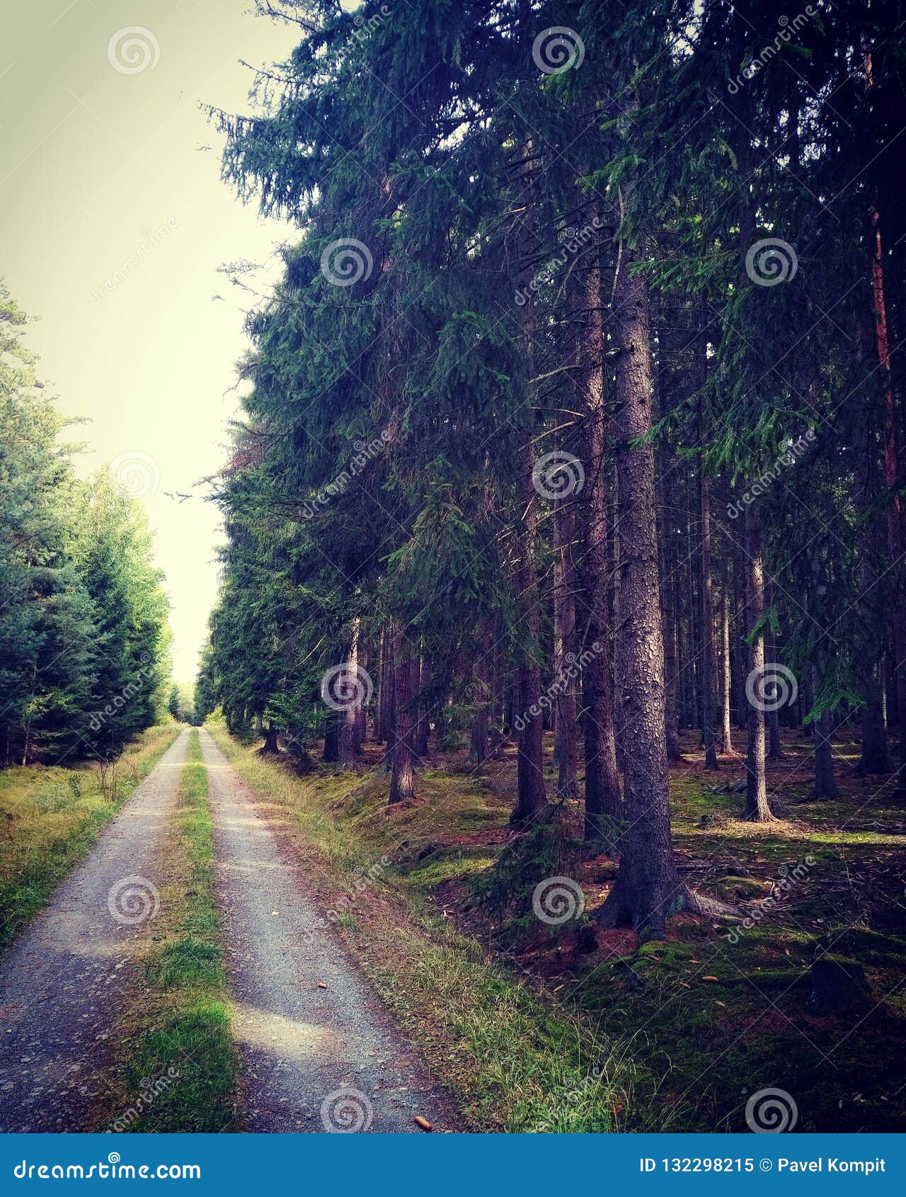 Czech forest, autumn stock image. Image of trees, autumn - 132298215