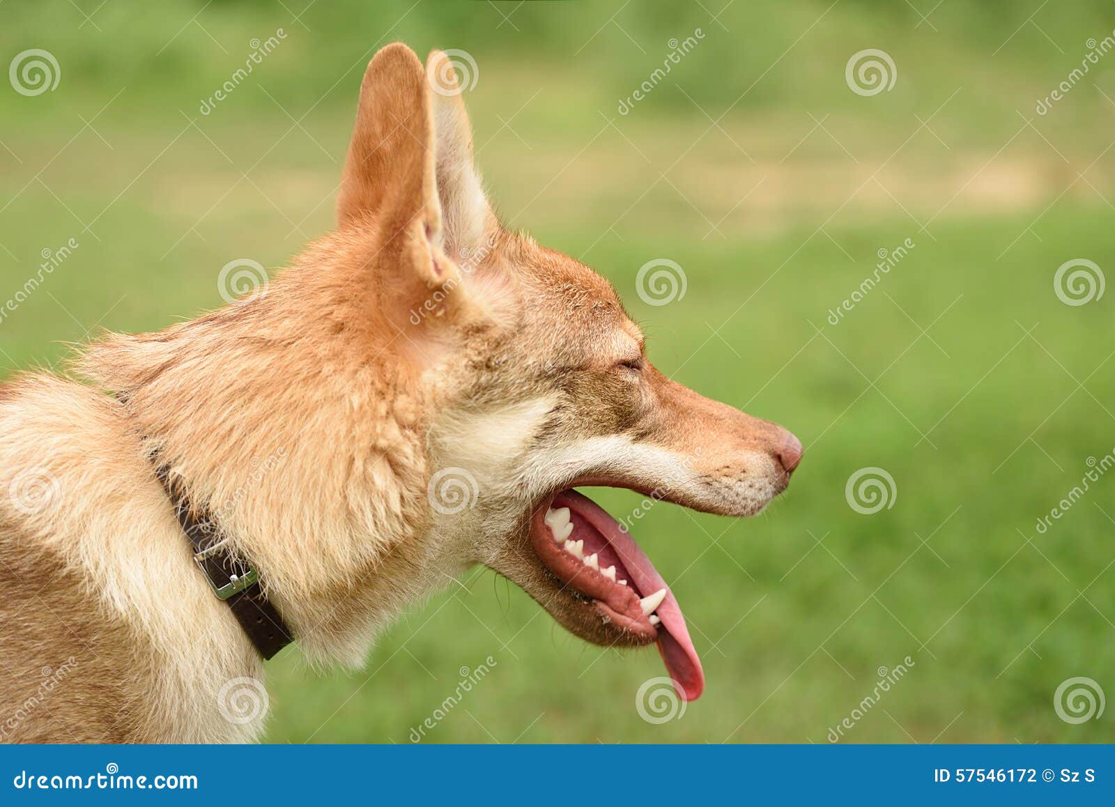 Czech wolf portrait stock photo. Image of brown, close - 57546172