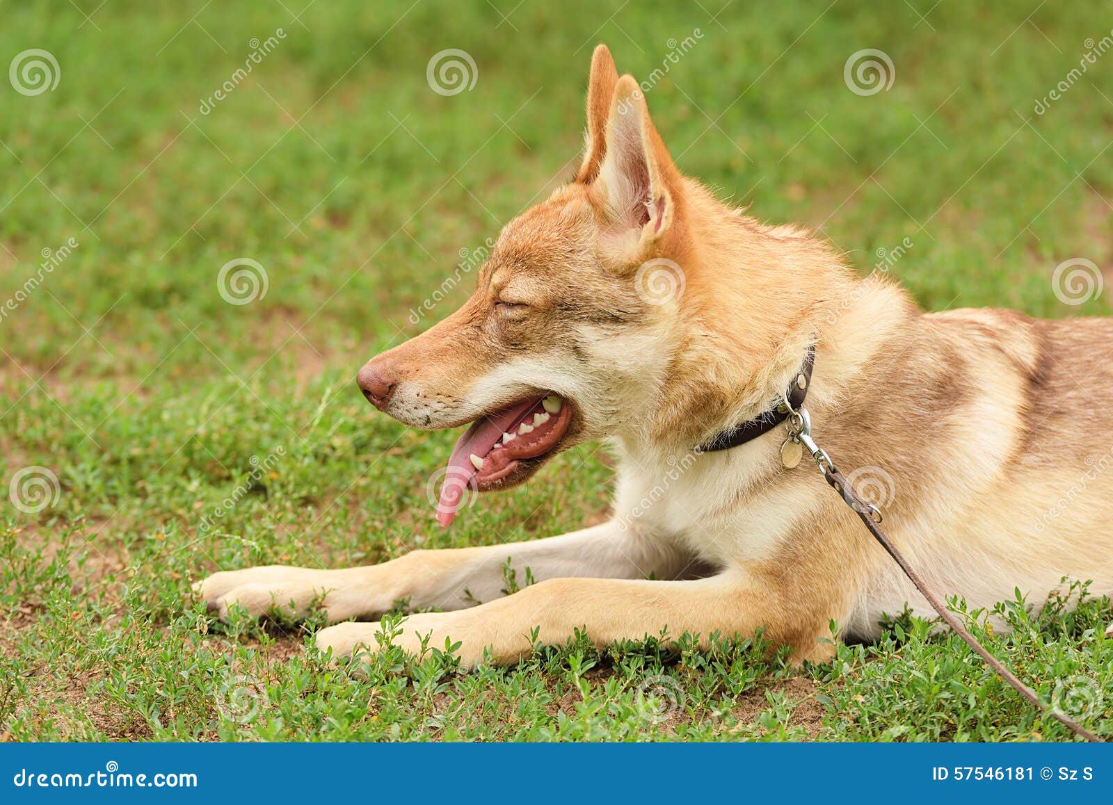 Czech wolf portrait stock image. Image of calm, close - 57546181