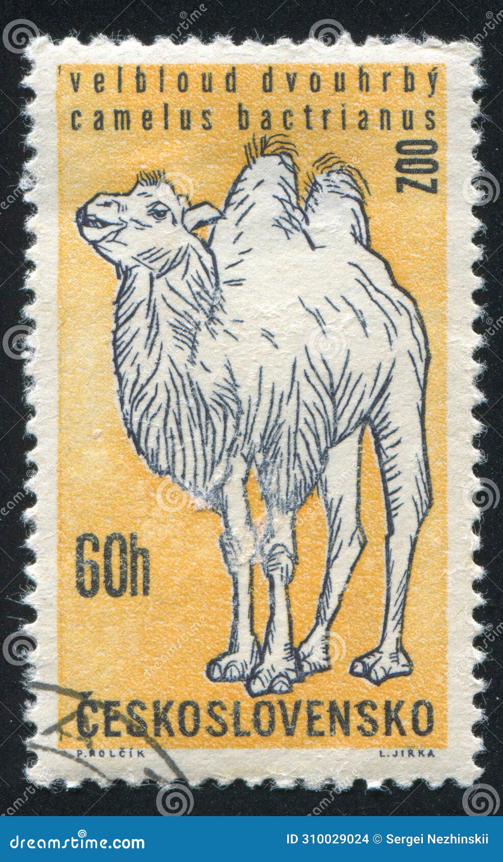 Camel stock photo. Image of hump, nose, camel, envelope - 310029024