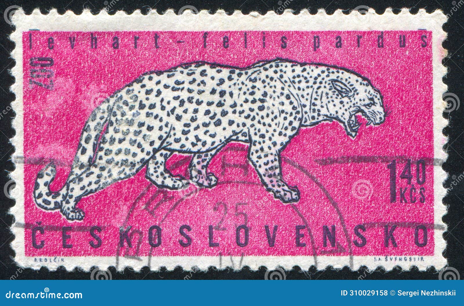 Leopard stock photo. Image of head, envelope, body, claw - 310029158