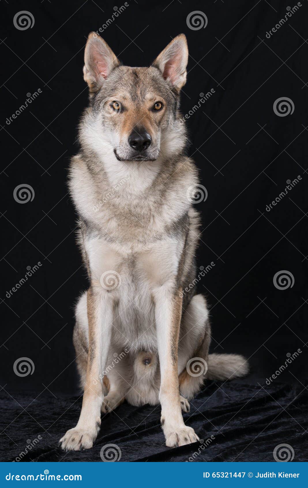 Czechoslovakian wolf dog stock image. Image of black - 65321447