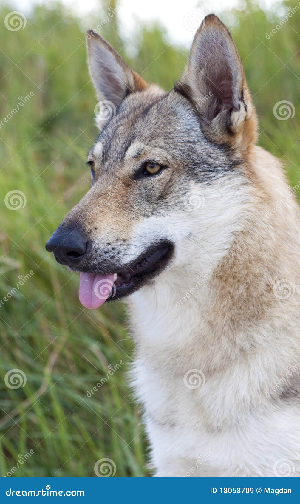 Czechoslovakian Wolfdog. stock image. Image of outside - 18058709