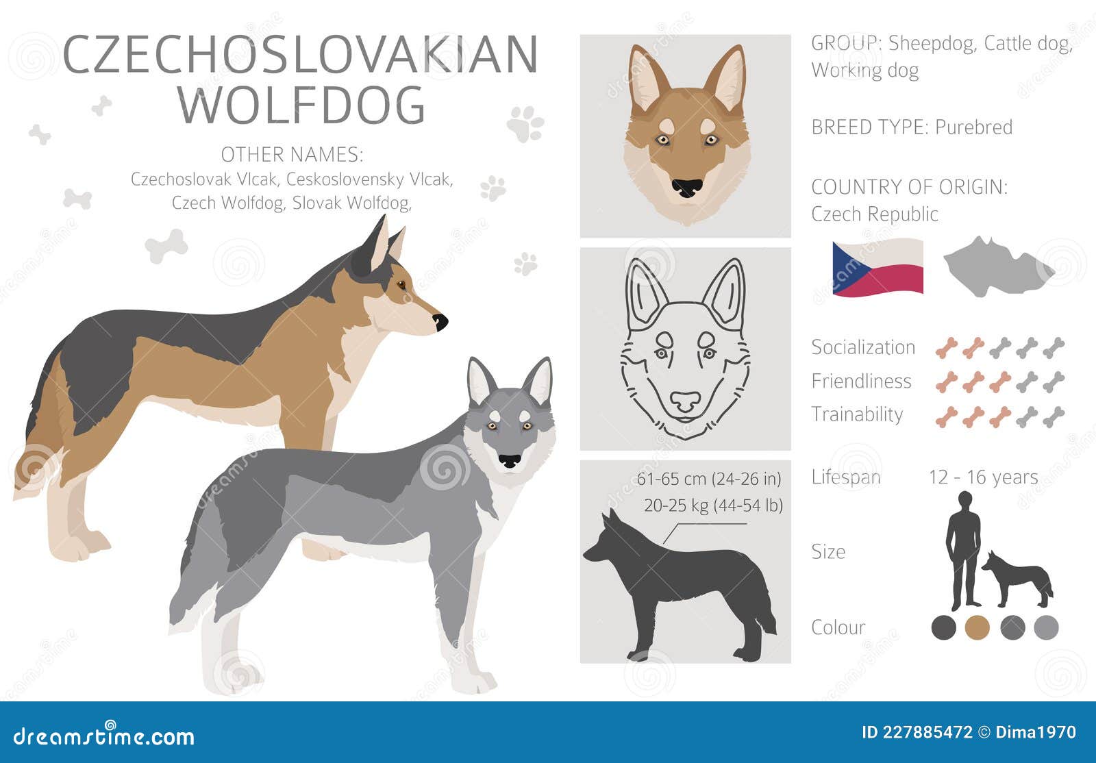 Czechoslovakian Wolfdog Clipart. Different Poses, Coat Colors Set Stock ... Czechoslovakian Wolfdog Clipart. Different Poses, Coat Colors Set Stock ...