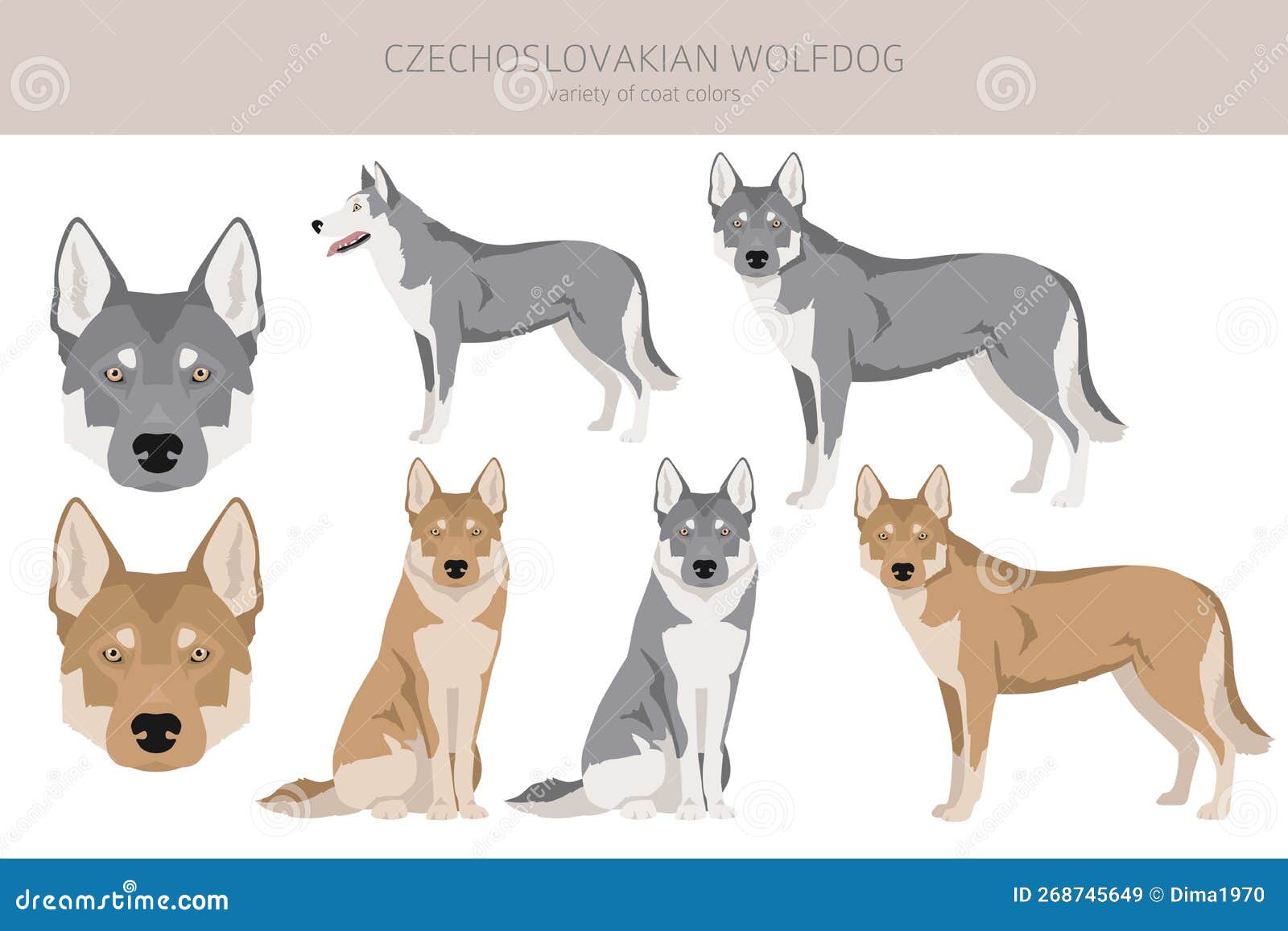 Czechoslovakian Wolfdog Clipart. Different Poses, Coat Colors Set Stock ... Czechoslovakian Wolfdog Clipart. Different Poses, Coat Colors Set Stock ...
