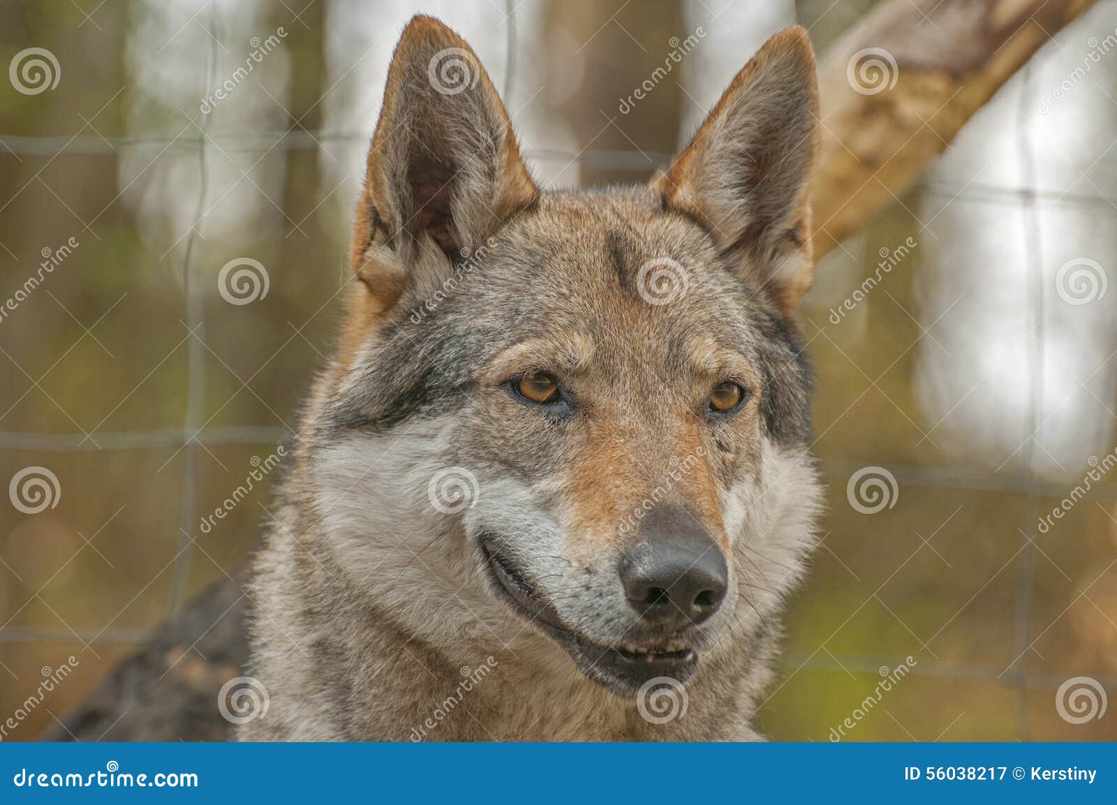 Czechoslovakian wolfdog stock image. Image of czechoslovakian - 56038217