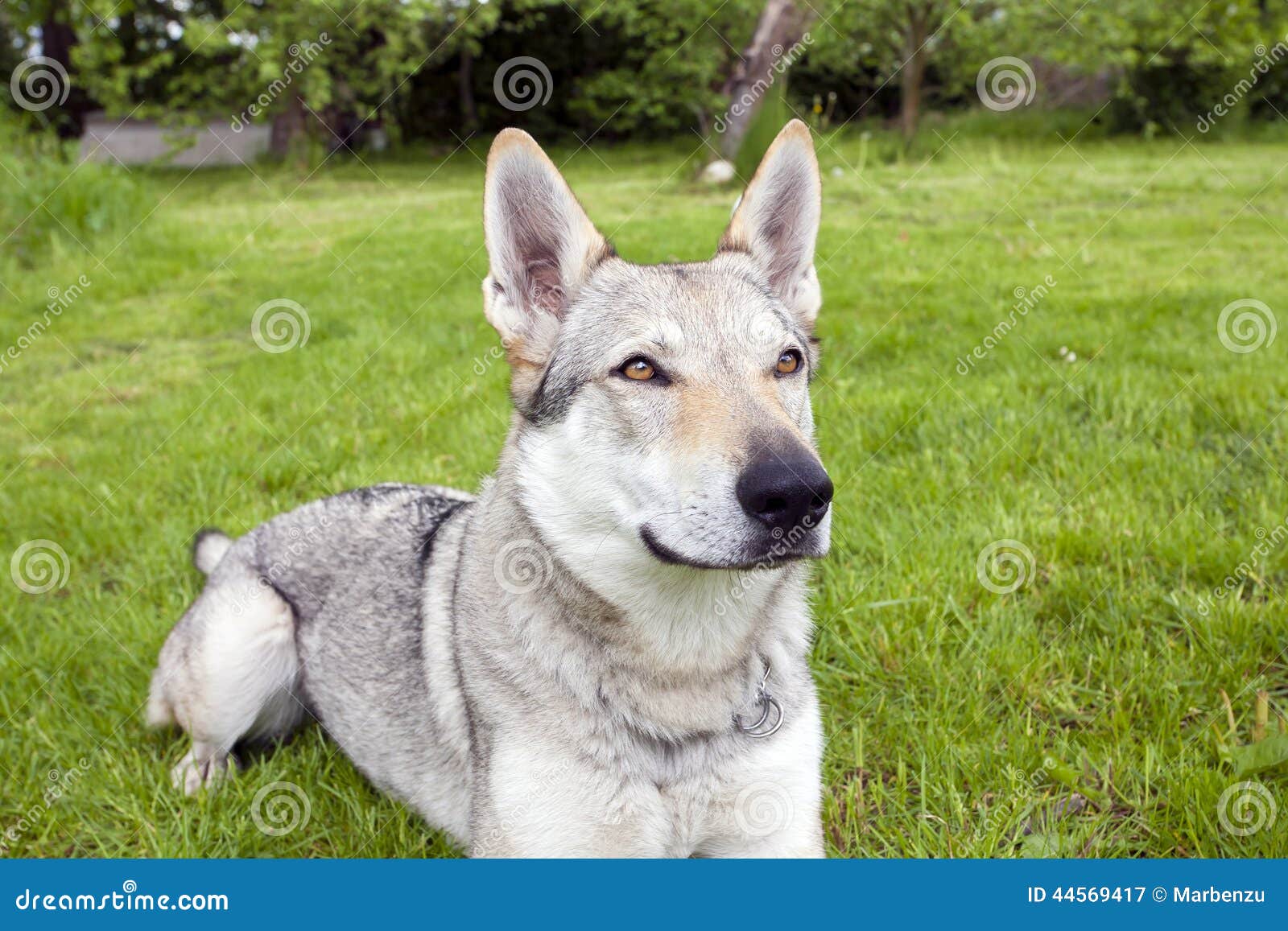 Czechoslovakian Wolfdog stock image. Image of spring - 44569417