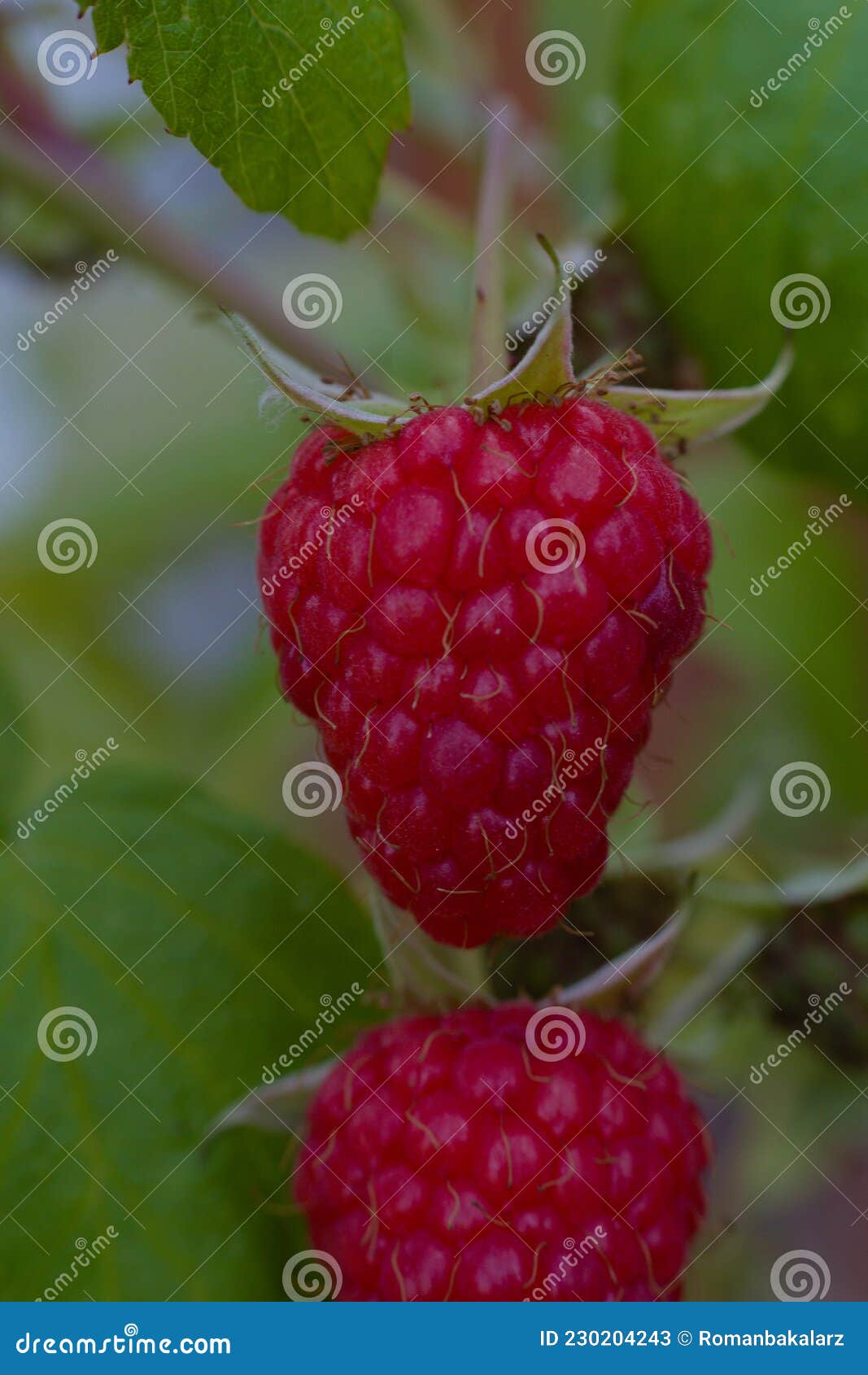 Czerwona malina stock image. Image of vegetable, tree - 230204243