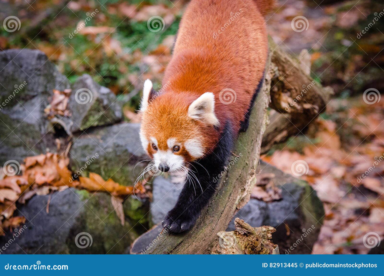 Czerwona Panda Obraz. Obraz: 82913445