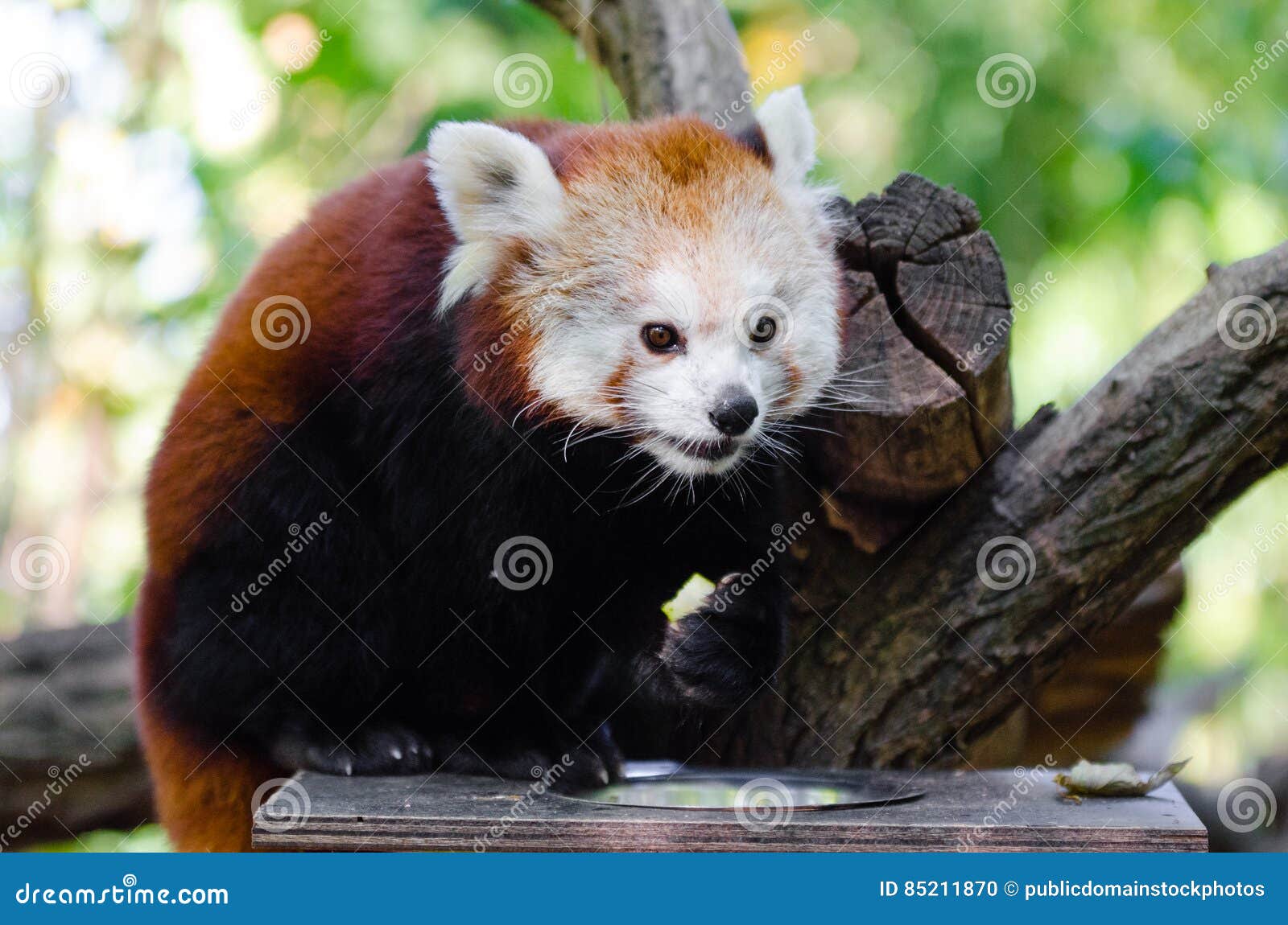 Panda Czerwona Obraz. Obraz: 85211870