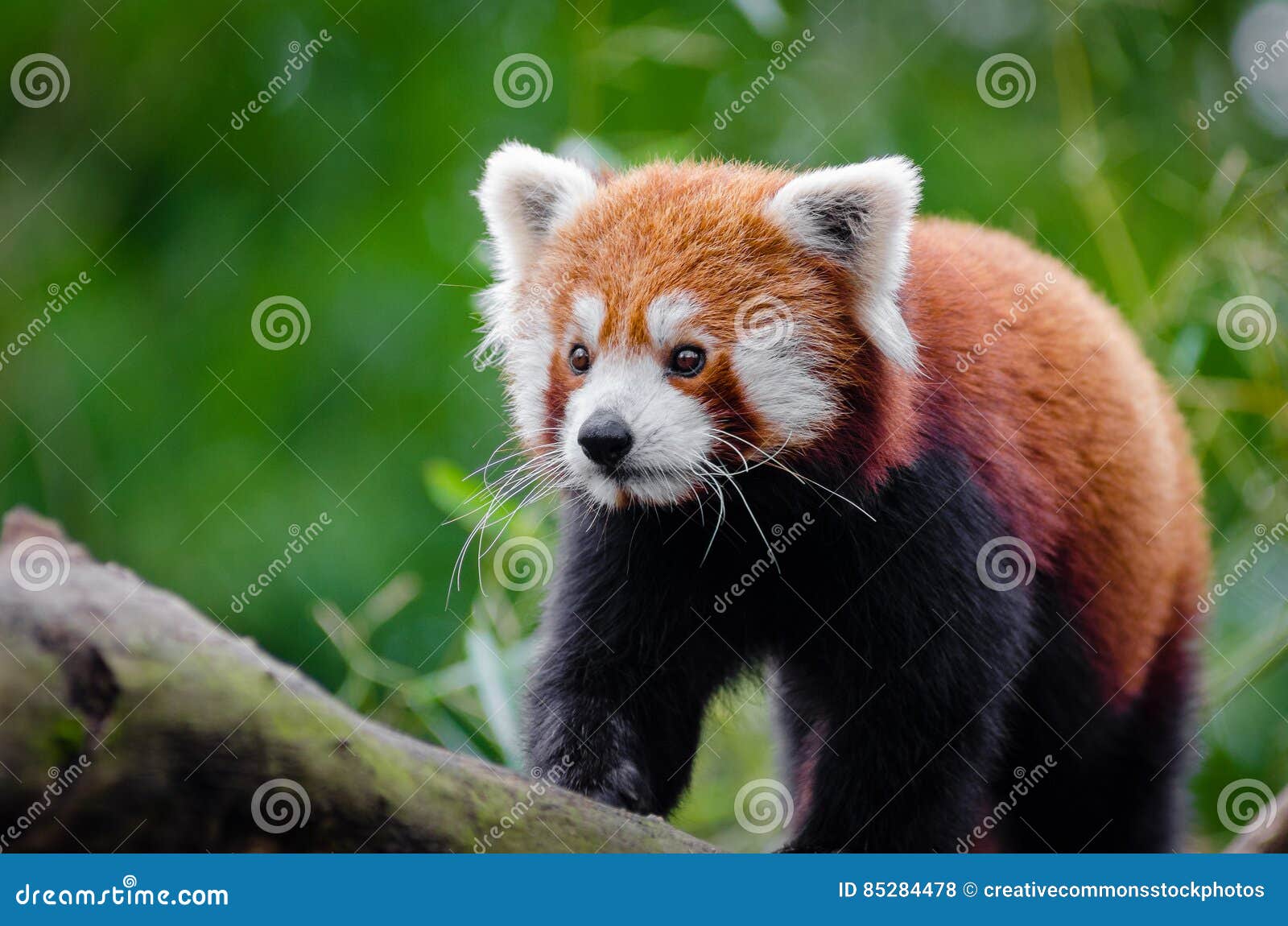 Czerwona Panda Na Brown Drewnie Obraz. Obraz: 85284478