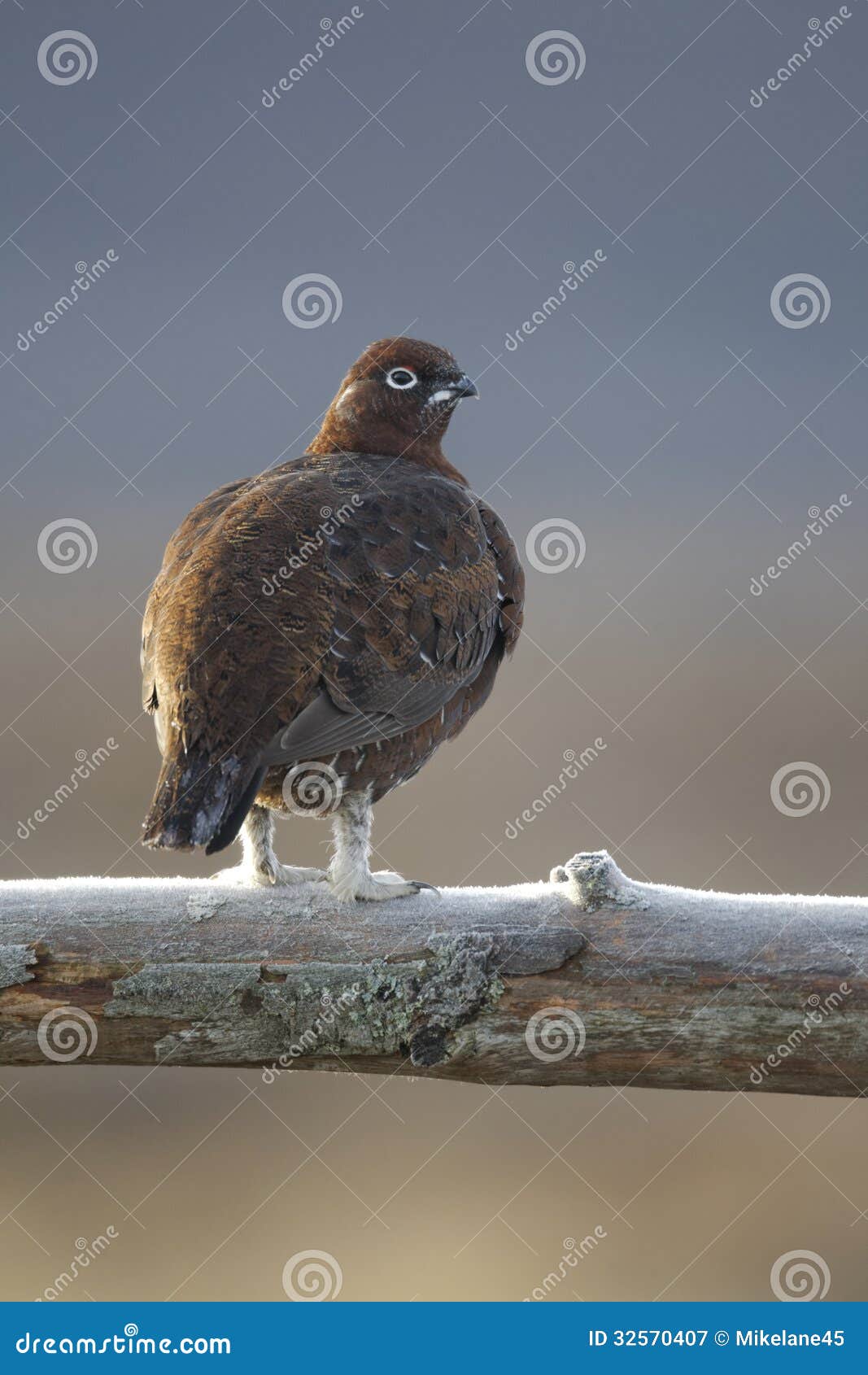 Czerwona Pardwa, Lagopus Lagopus Scoticus Obraz Stock - Obraz złożonej ...