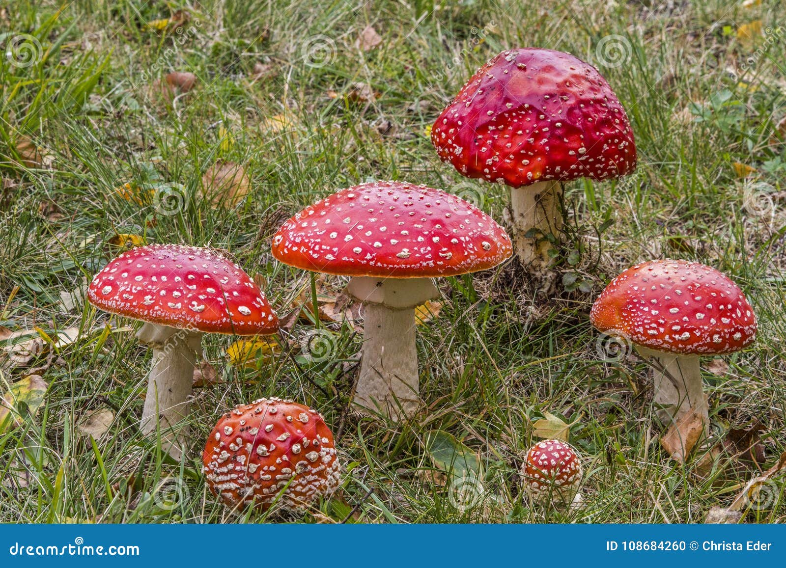 Czerwoni Muchomory W Trawie Zdjęcie Stock - Obraz złożonej z trawy ...