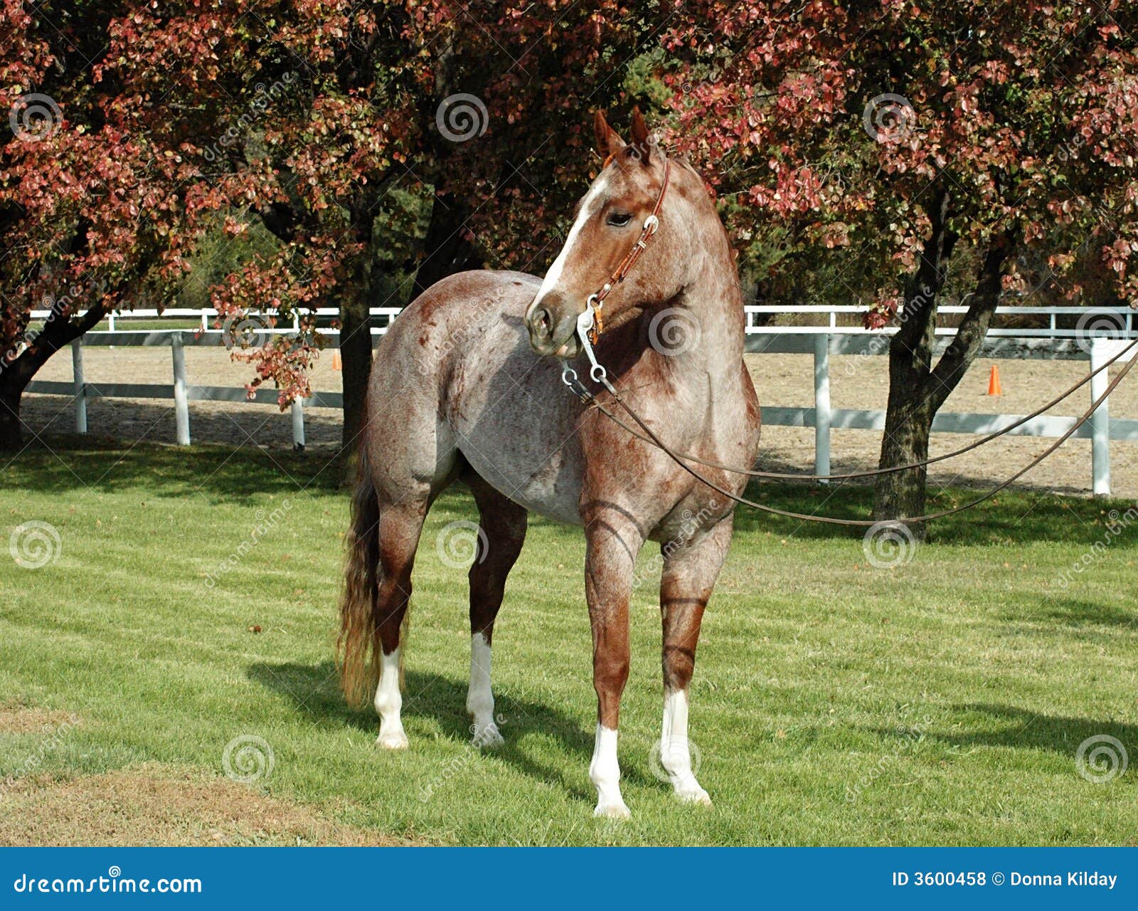 Czerwony deresz koń. zdjęcie stock. Obraz złożonej z ogranicza - 3600458