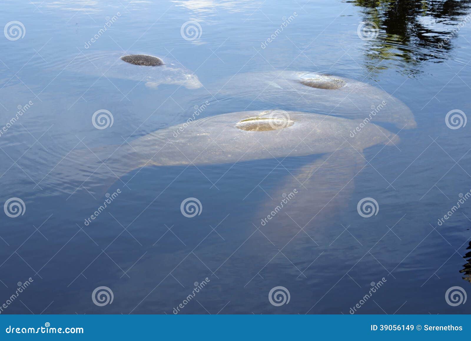 Cztery manata obraz stock. Obraz złożonej z duży, ryba - 39056149