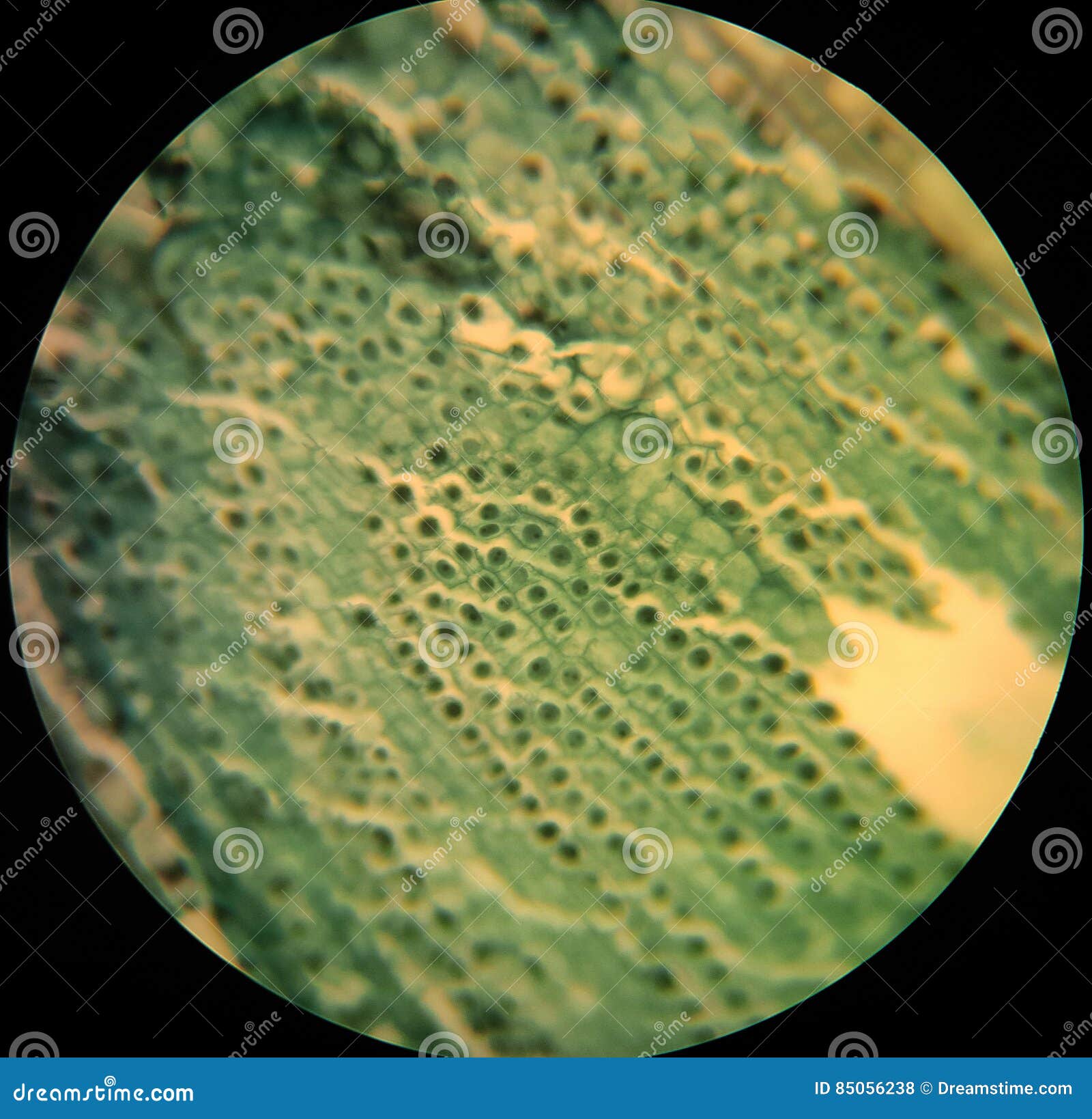 Celula Elodea Sob Microscopio 100x Quiz: Transporte Celular (biología