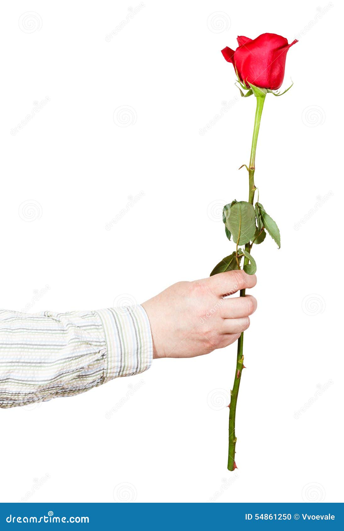 Dé Dar Una Flor - Rosa Del Rojo Aislada Foto de archivo - Imagen de ...