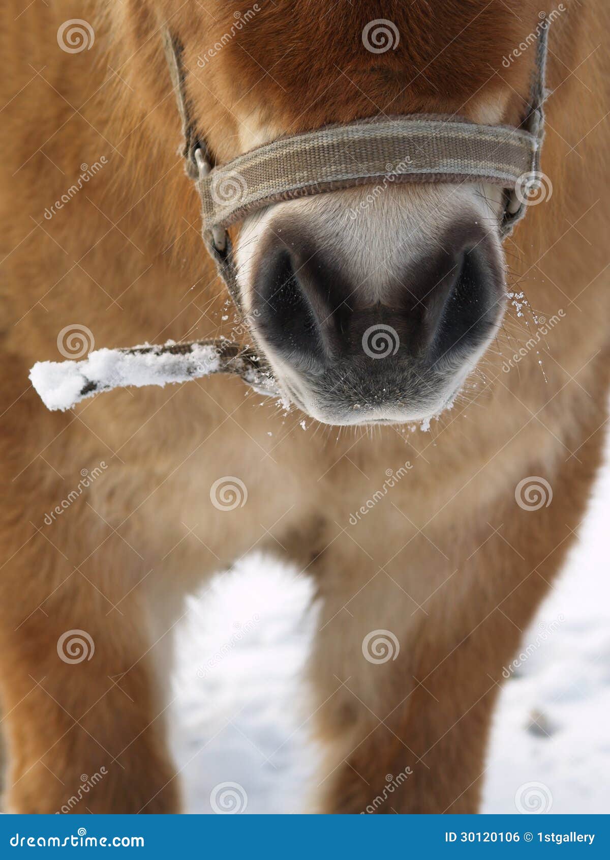 Détail De Cheval (73), Narines De Nez Et Vue De Face De Bouche Photo ...
