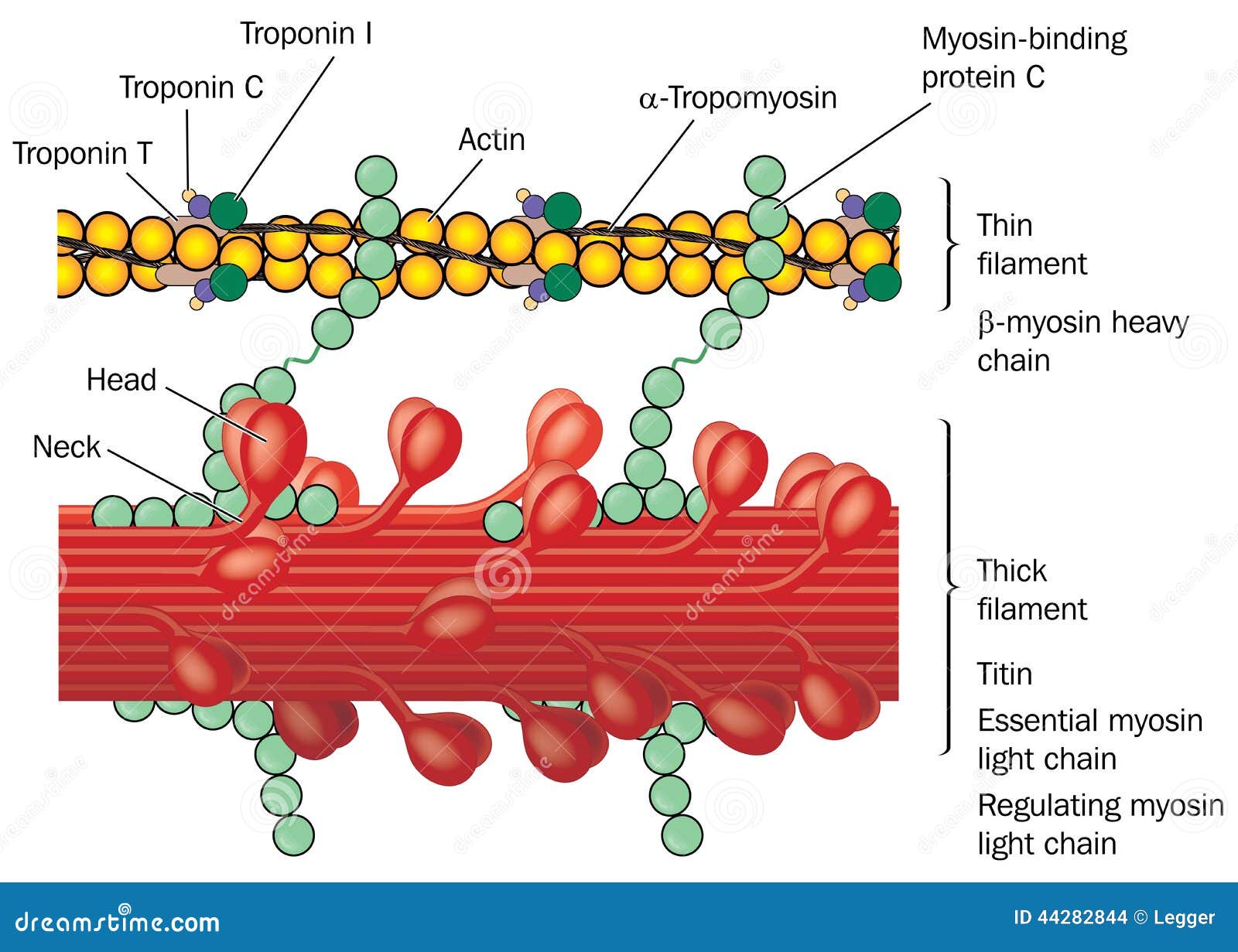 Détail De La Physiologie De Muscle Illustration de Vecteur ...