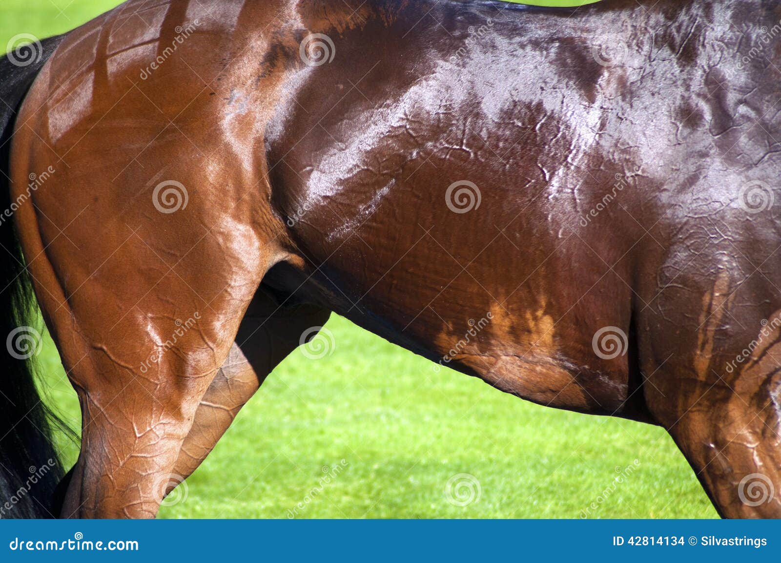 Horse Muscle Up at Thomas Castro blog