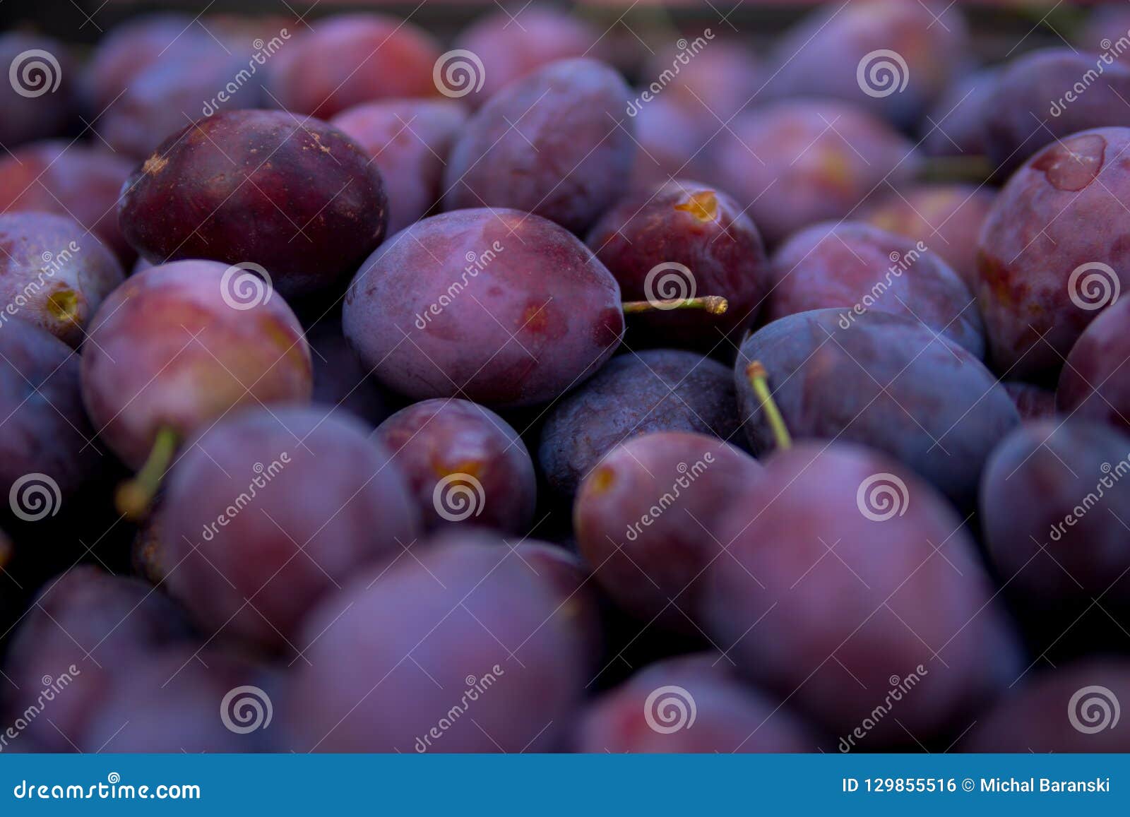 Détail Des Prunes De Quetsche Photo stock - Image du frais, fond: 129855516