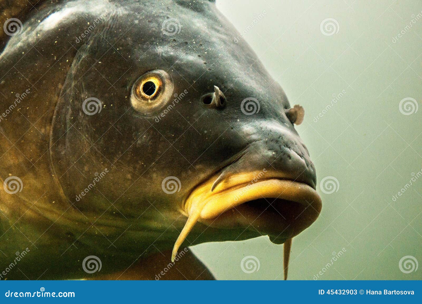 Détail Principal De Poisson-chat Avec De Longs Barbeaux Image stock ...