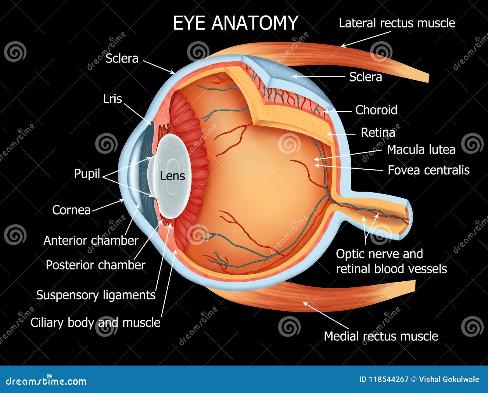 Détails Complets D'anatomie D'oeil Humain Illustration Stock ...