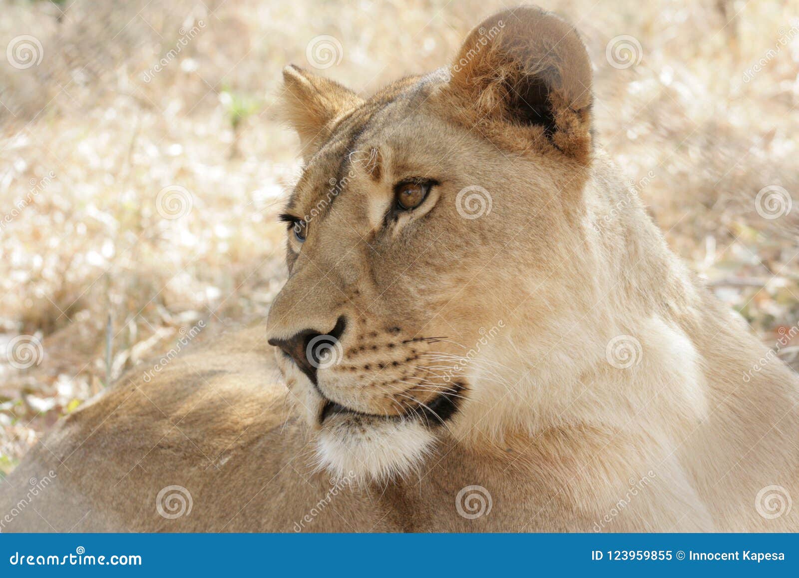 Images Regard De Lionne - Téléchargez 903 Photos libres de droits