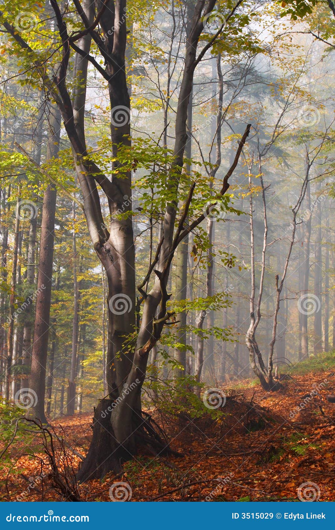 Día brumoso imagen de archivo. Imagen de humo, brumoso - 3515029