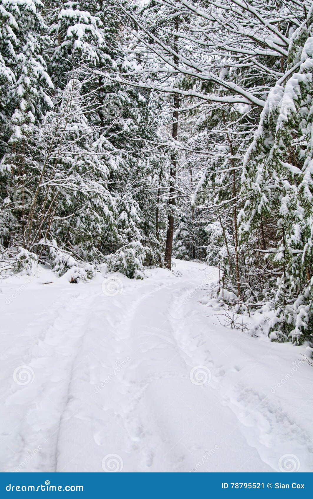 Día nevoso imagen de archivo. Imagen de nieve, hermoso - 78795521