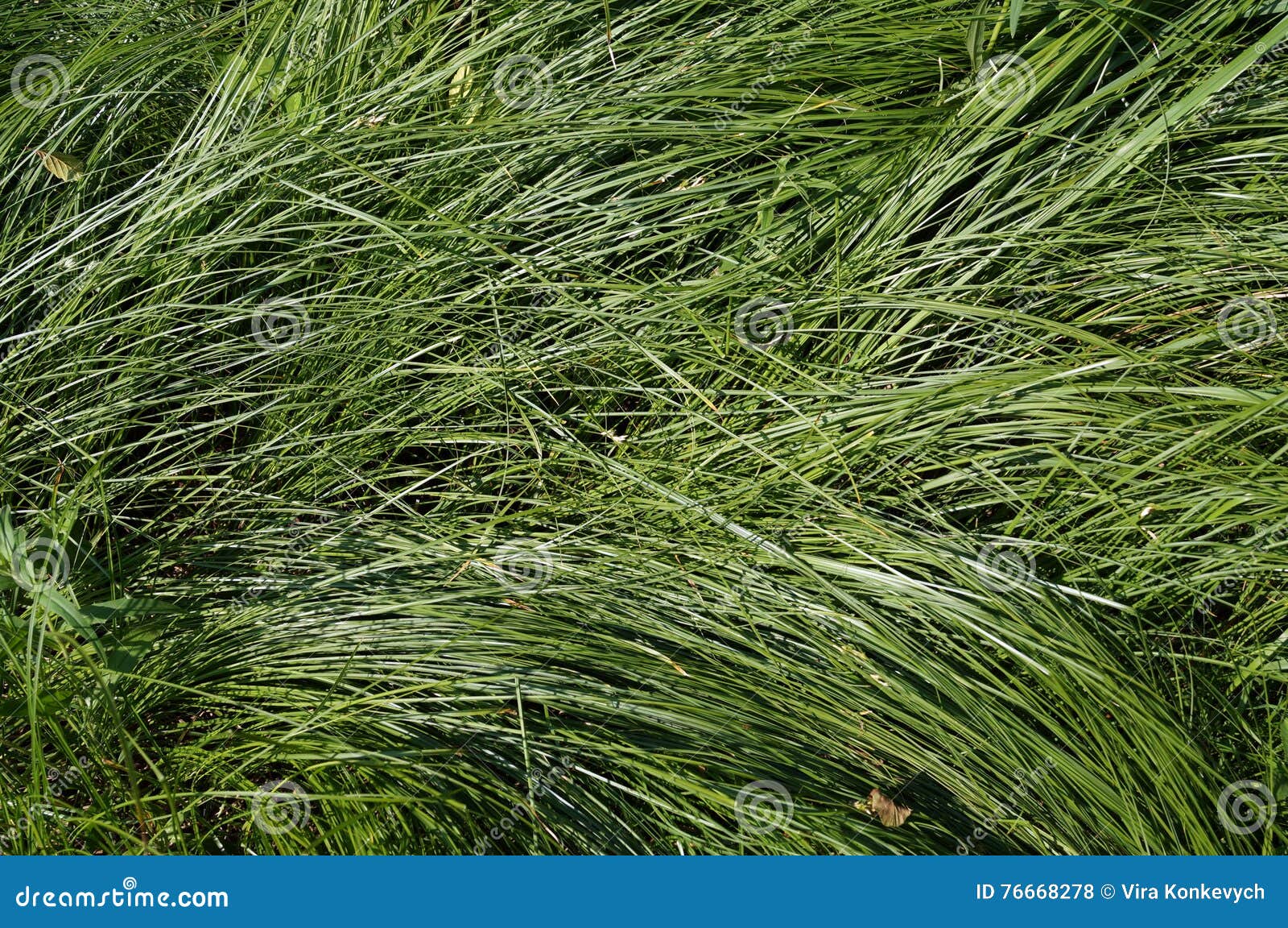 Dünnes Grünes Gras in Der Wiese Stockfoto - Bild von betrieb, dekorativ ...