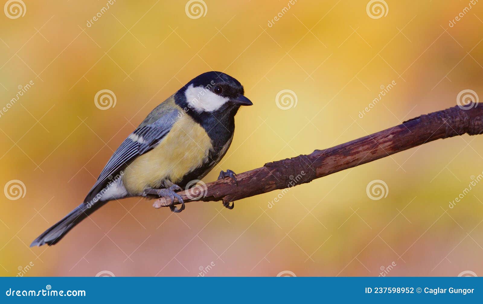 Great Tit Perches on Branch Stock Photo - Image of perches, major ...