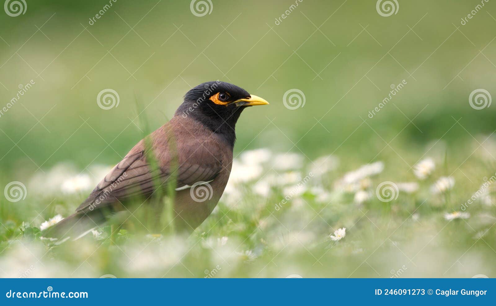 Common Myna among Flowers stock image. Image of wildlife - 246091273