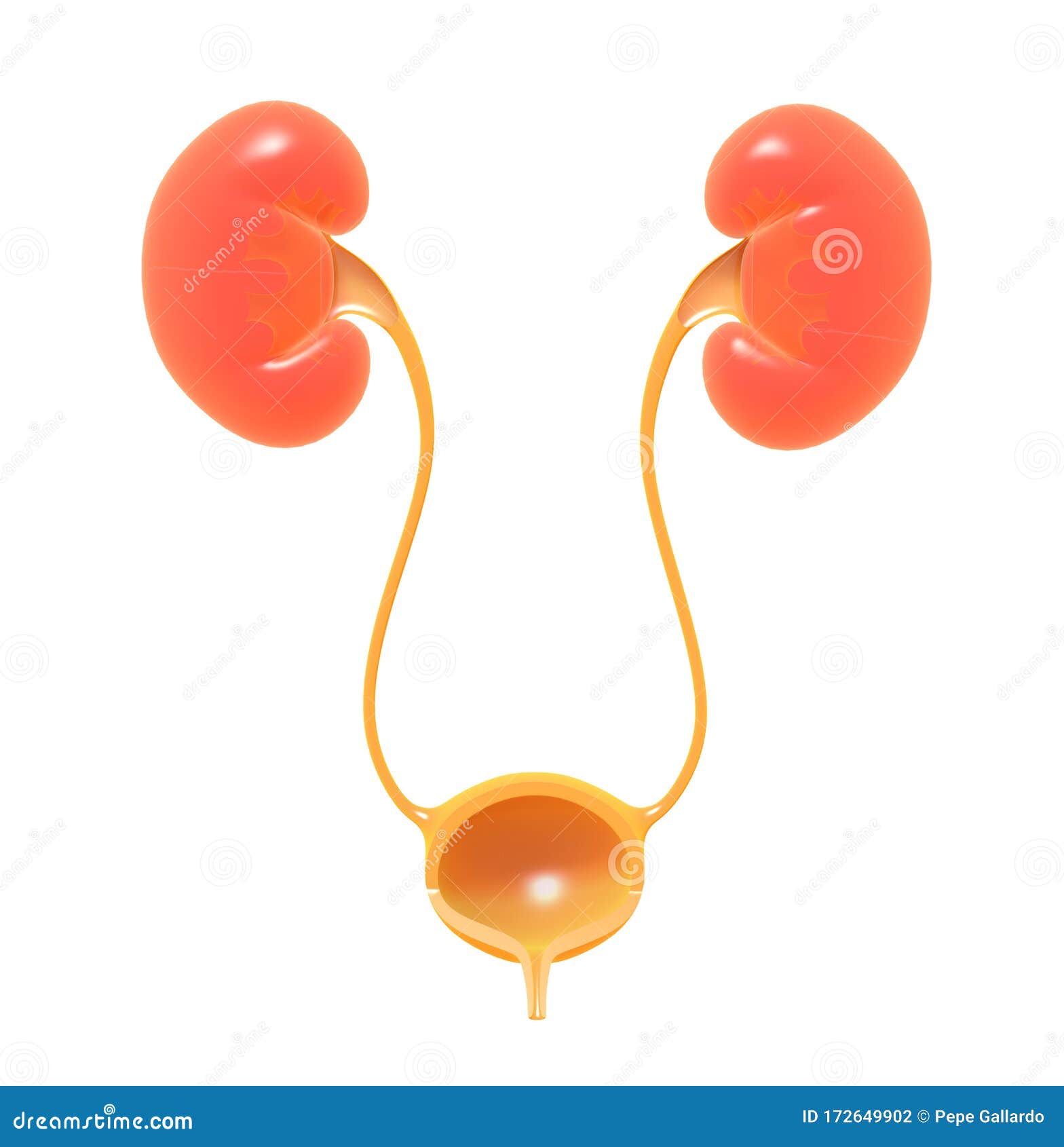 3D Anatomical Illustration of the Urinary System. Stock Illustration ...