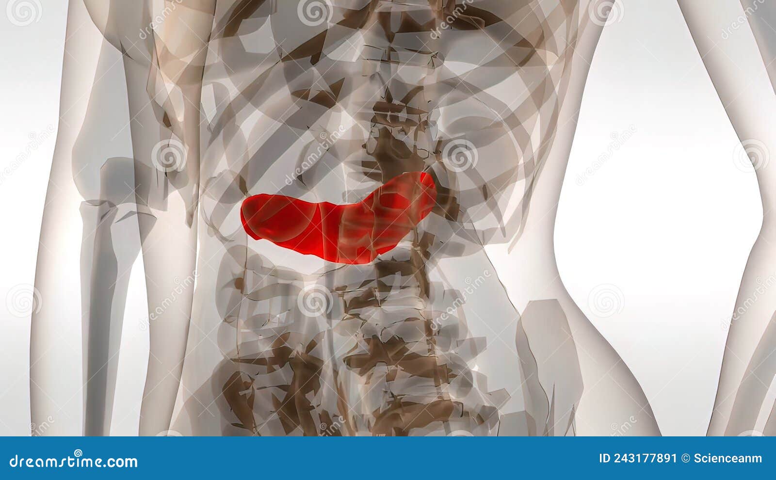 3d Anatomie Du Pancréas Humain Illustration Stock - Illustration du ...