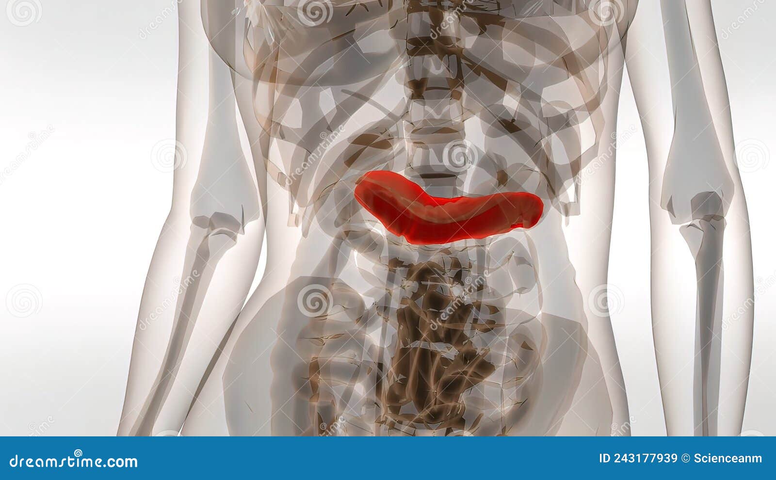 3d Anatomie Van Menselijke Alvleesklier Stock Illustratie ...