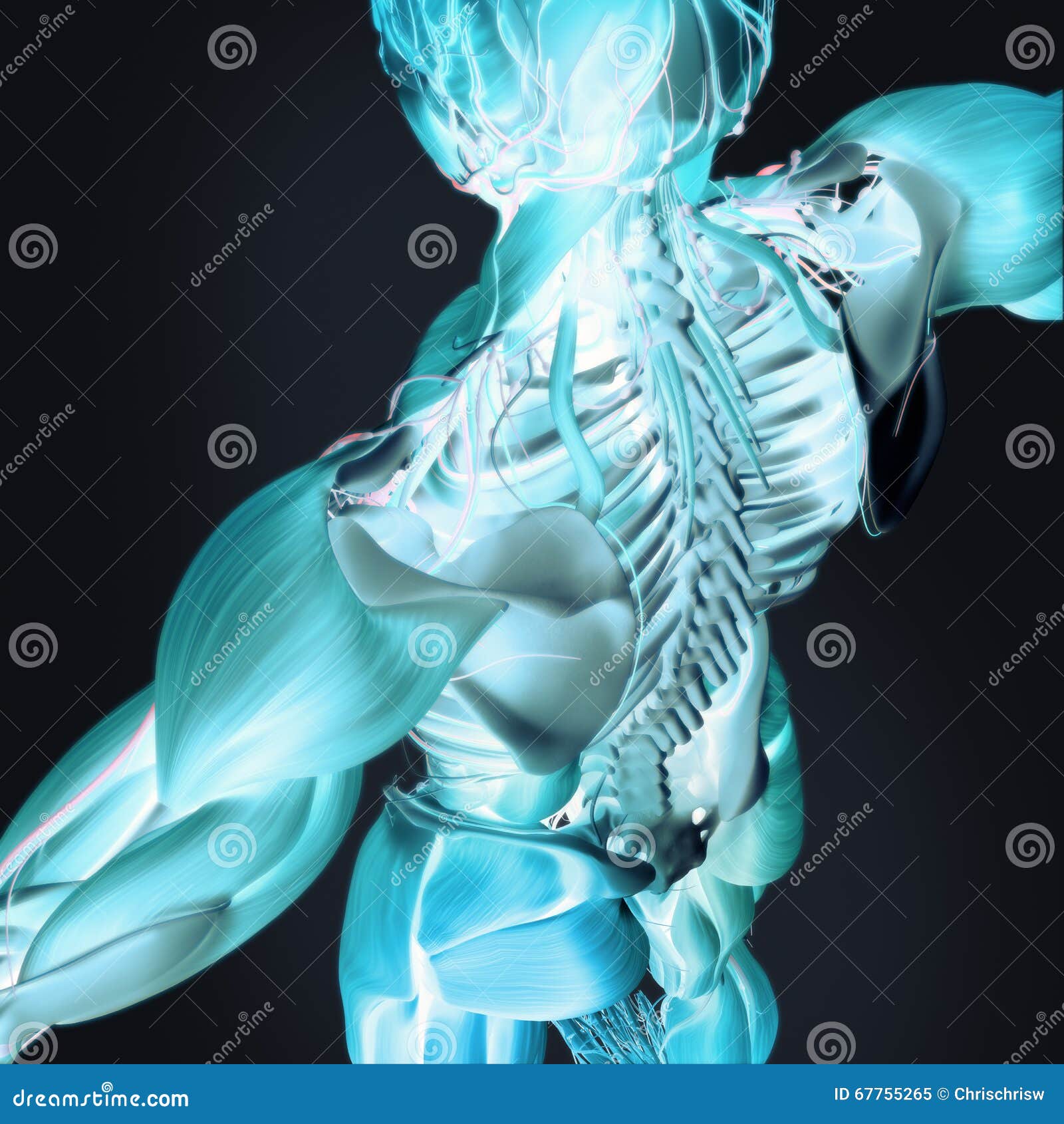 3D Anatomy of Back and Spine Stock Image - Image of muscles, medical ...