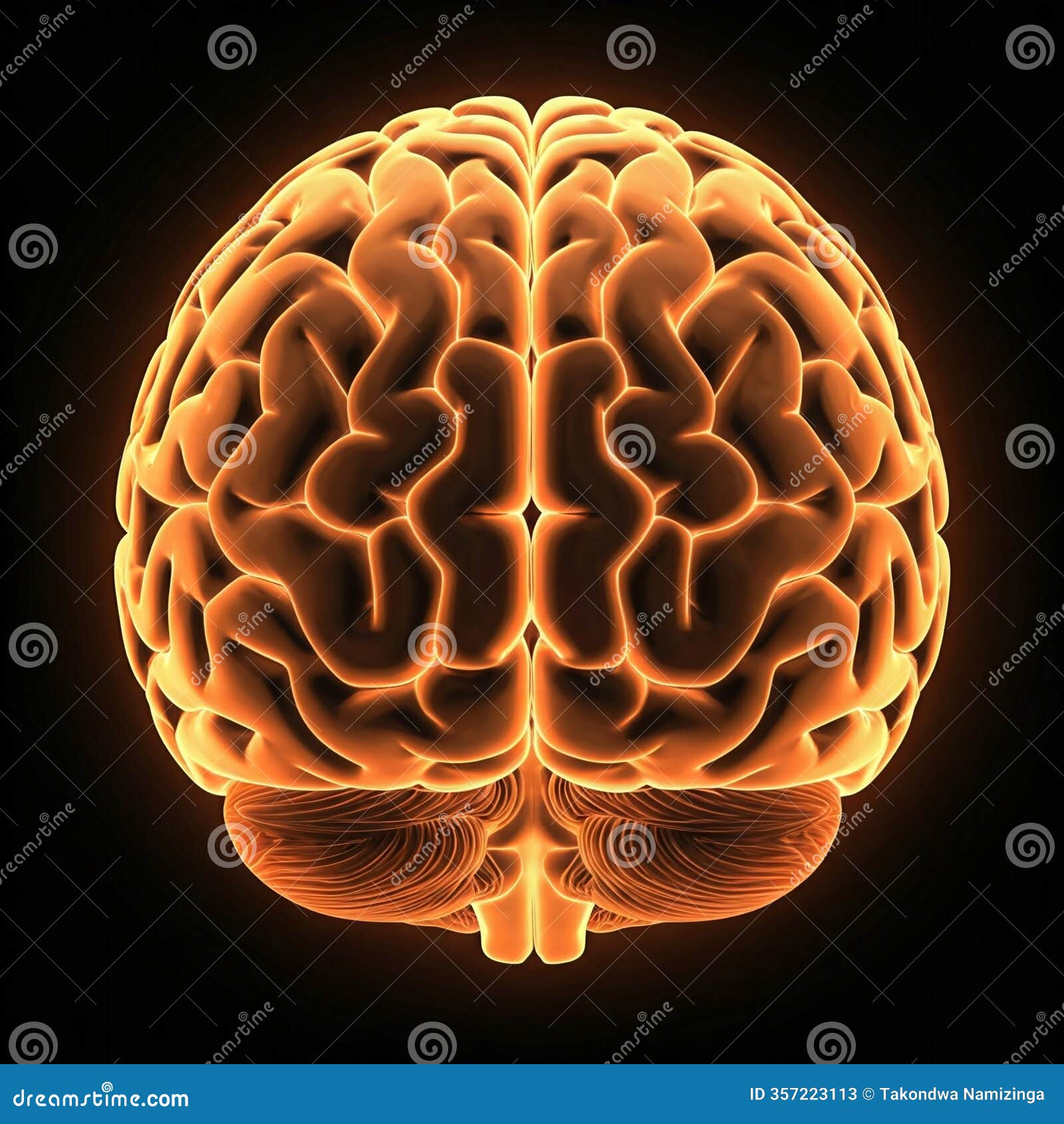 A 3D Anatomy Illustration Image of a Brain Stock Illustration ...