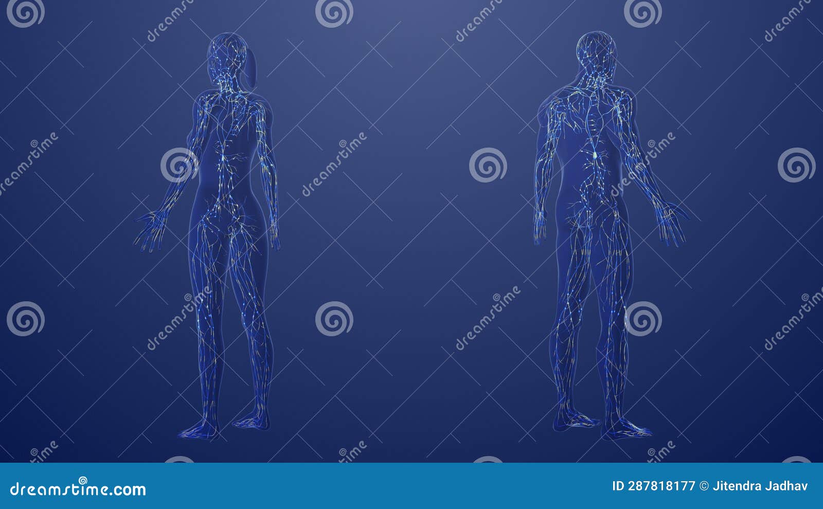 3d Anatomy of Male and Female Lymphatic System Stock Image - Image of ...