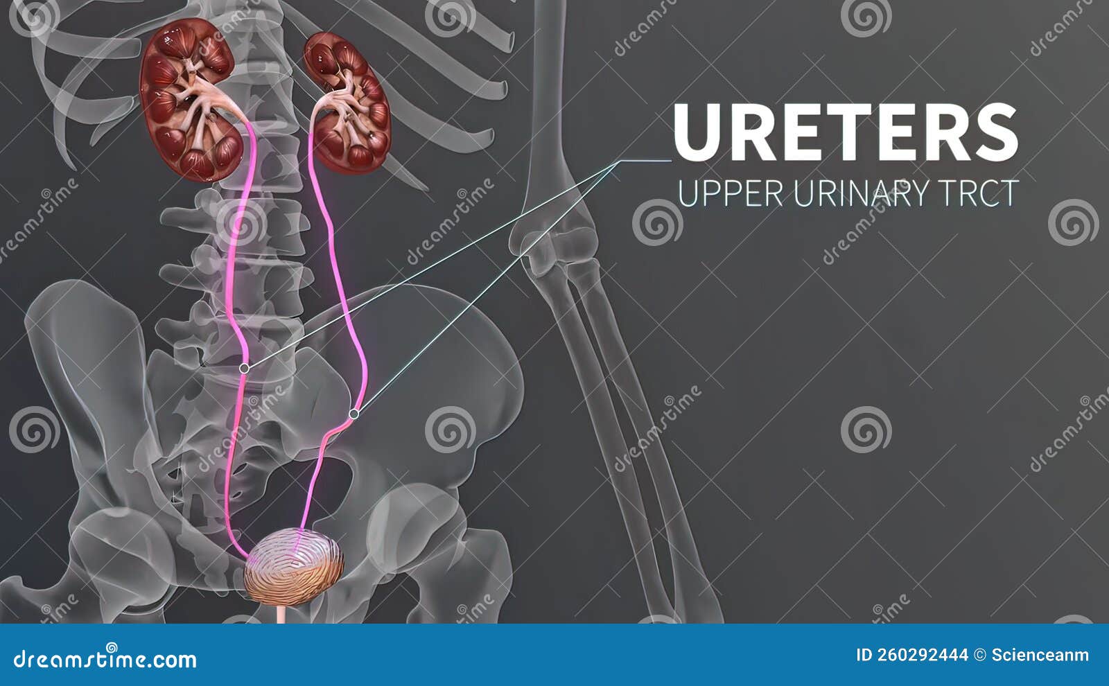 3D Animated Urinary System Kidneys, Ureters and Bladder Stock ...