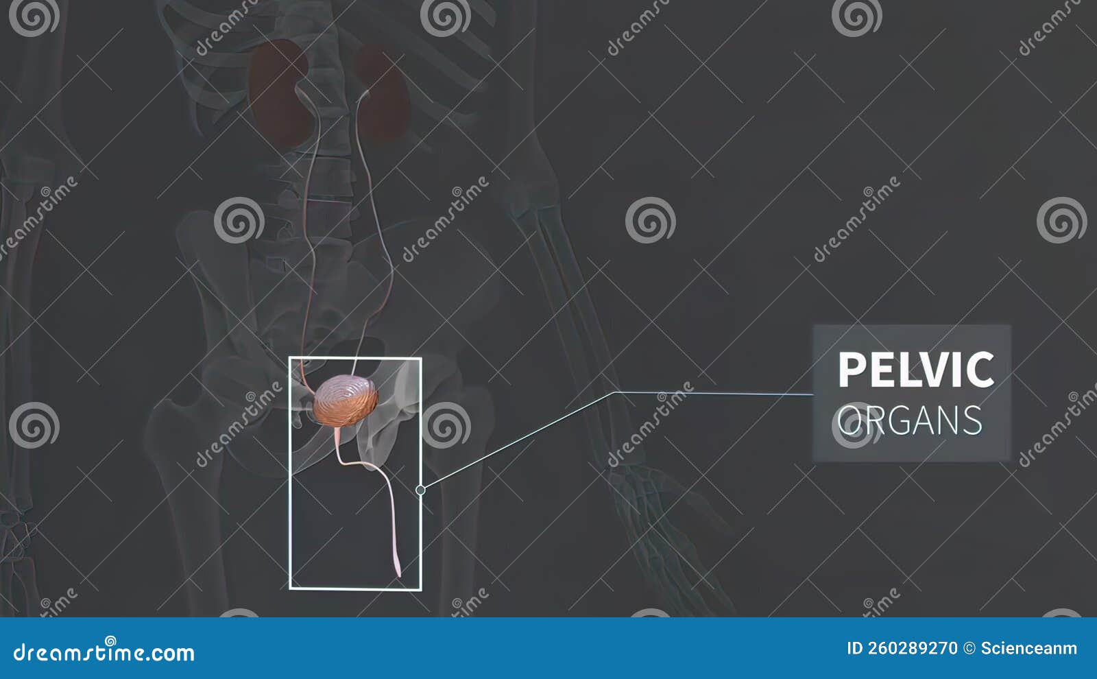 3D Animated Urinary System Kidneys, Ureters and Bladder Stock ...
