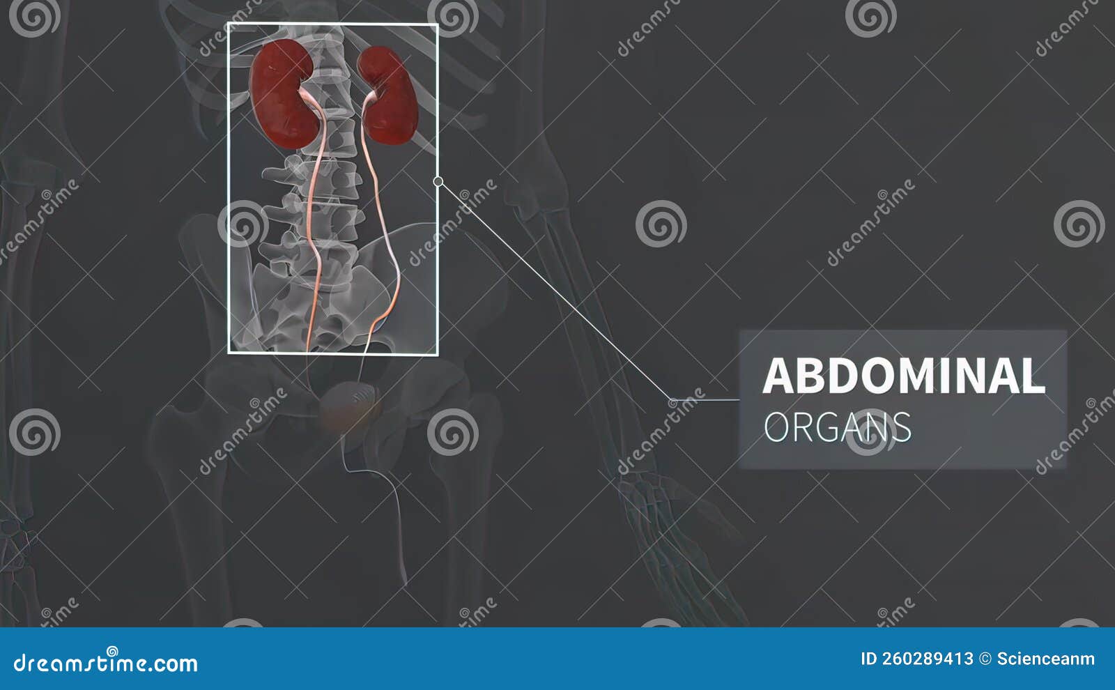 3D Animated Urinary System Kidneys, Ureters and Bladder Stock ...