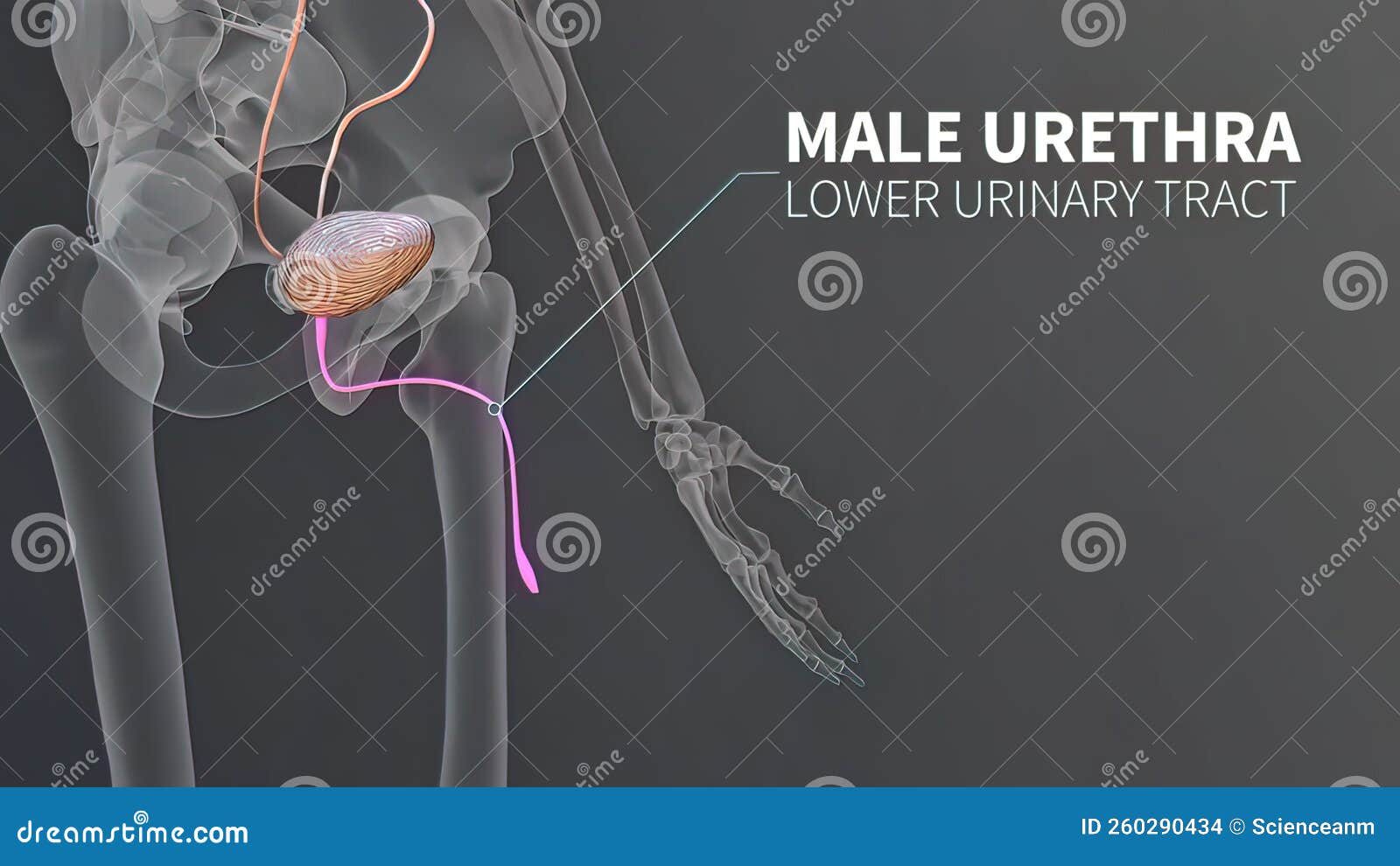 3D Animated Urinary System Kidneys, Ureters and Bladder Stock ...