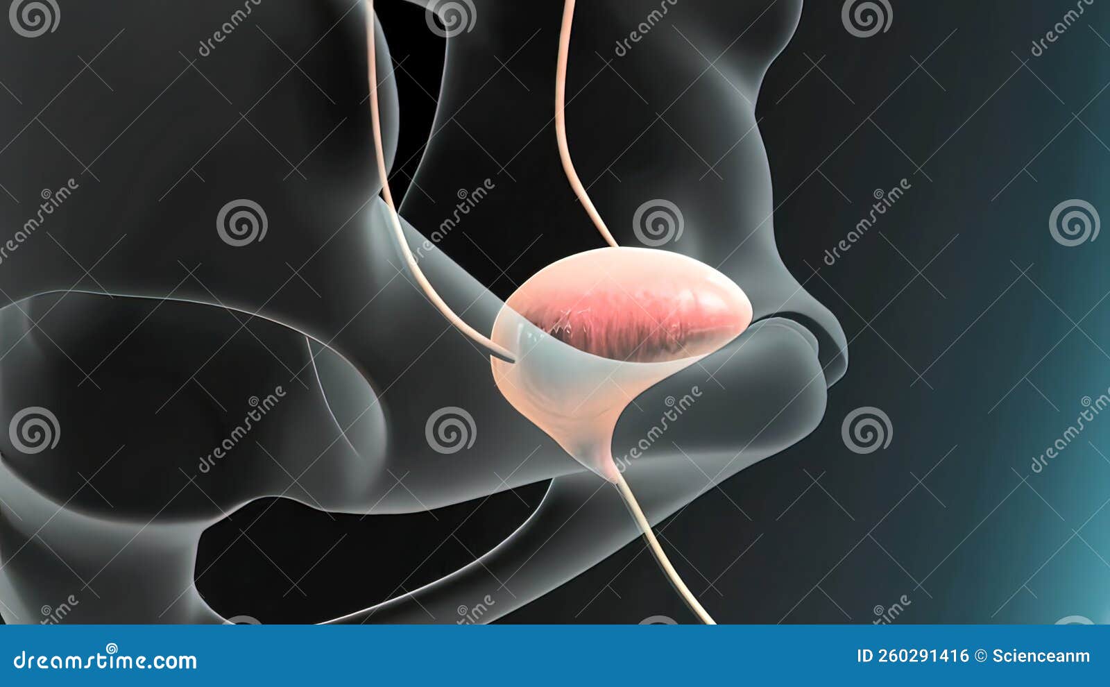 Formation Of Urine Vector Illustration. Labeled Creation Process ...