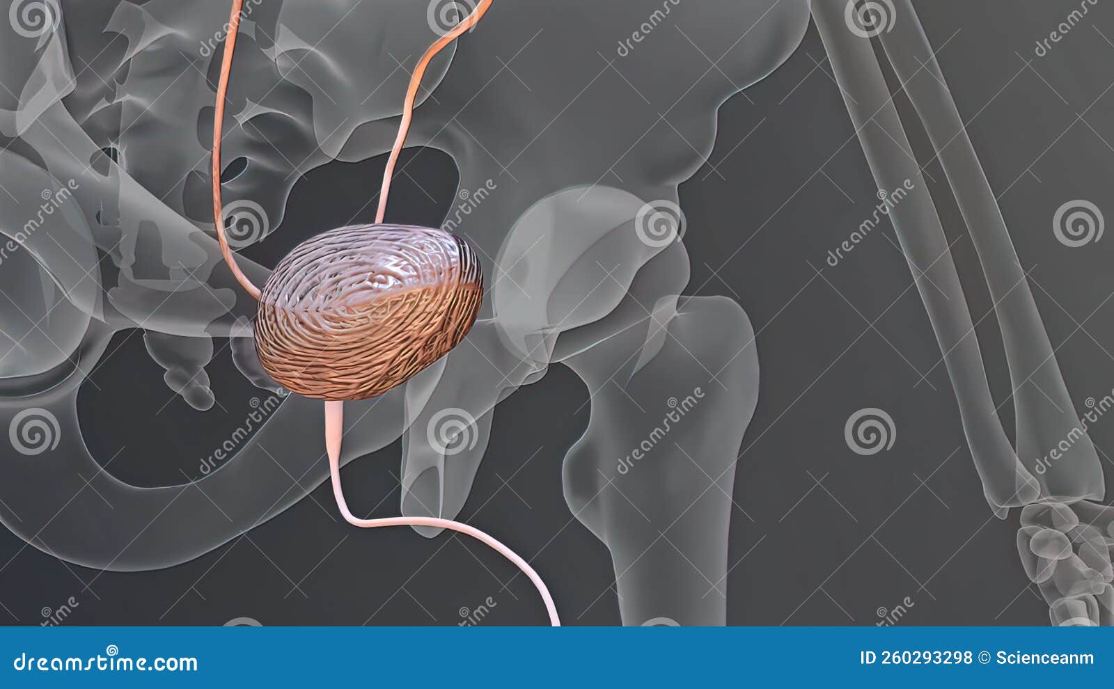 3D Animated Urinary System Kidneys, Ureters and Bladder Stock ...