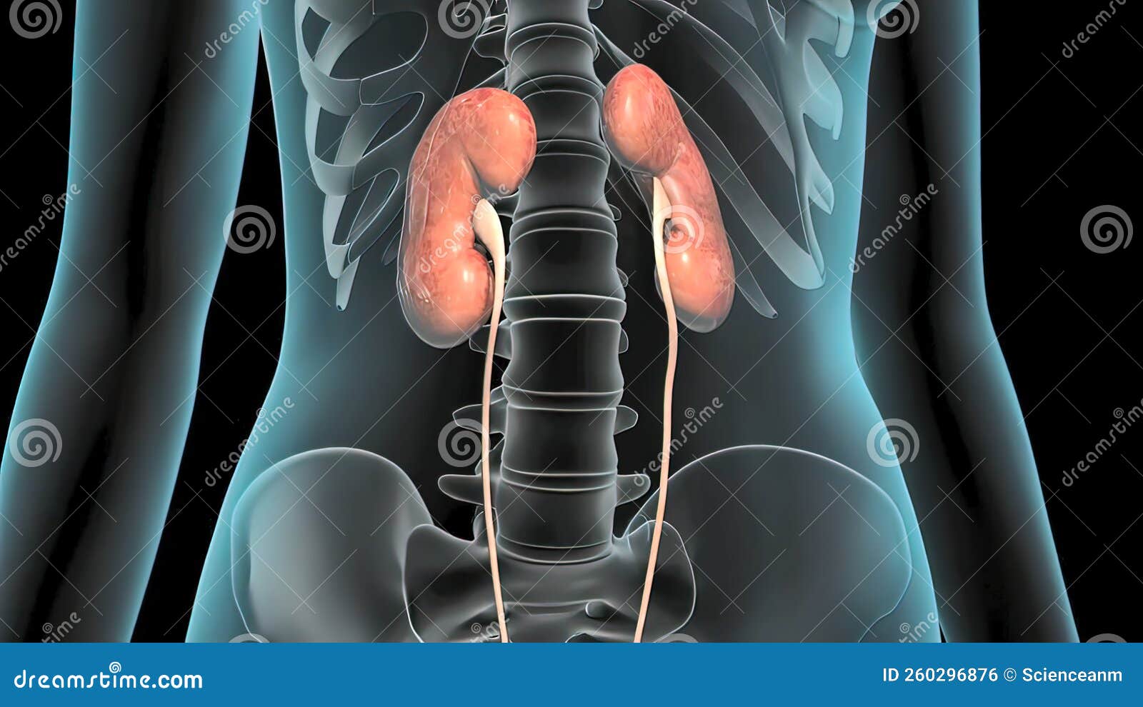 3D Animated Urinary System Kidneys, Ureters and Bladder Stock ...