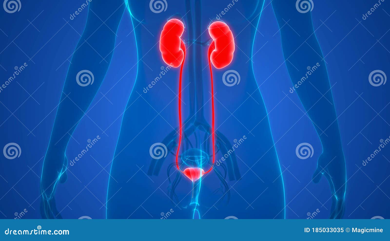 Female Internal Organs Urinary System Bladder Anatomy Animation Concept ...