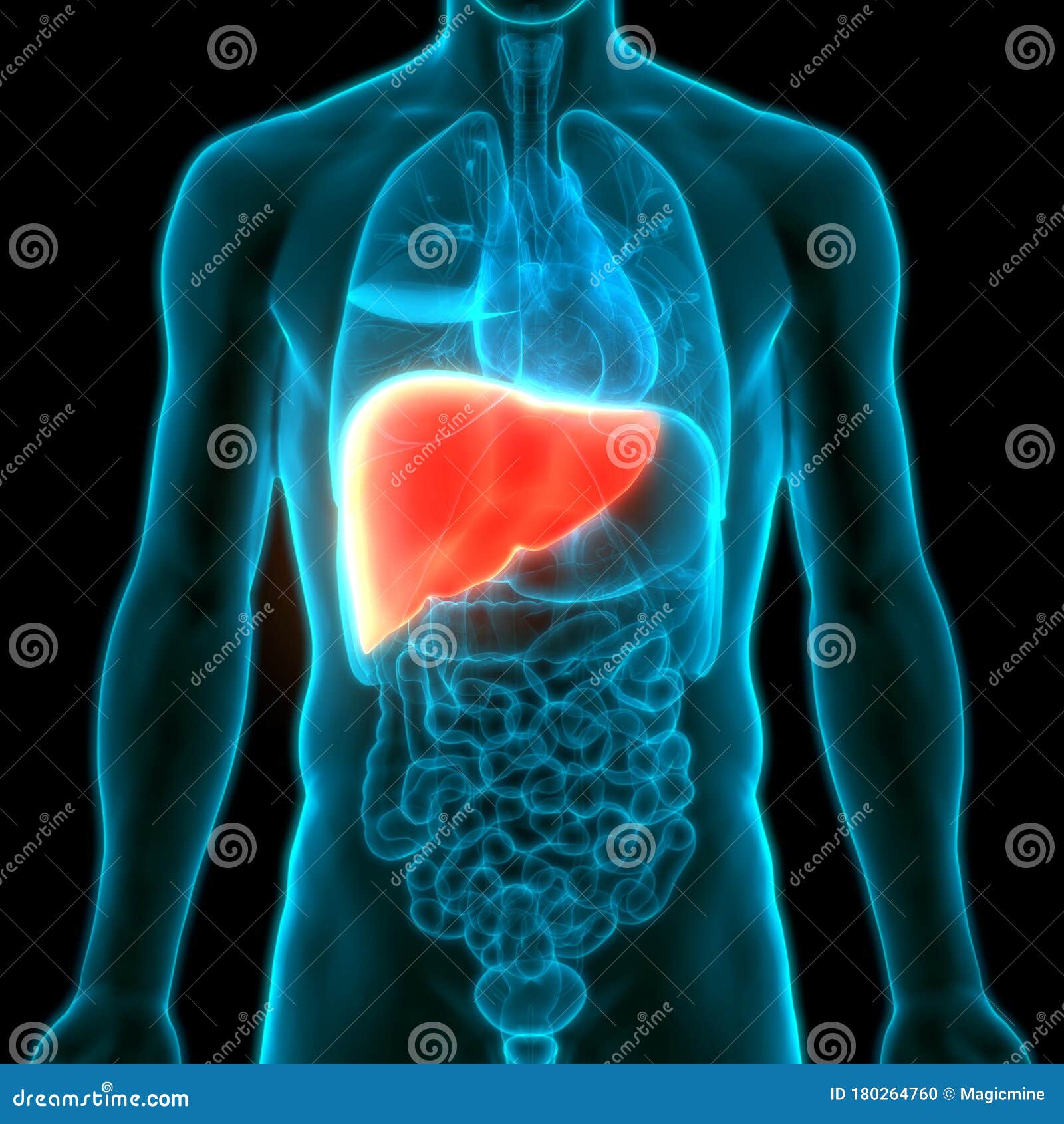 Digestive System Liver
